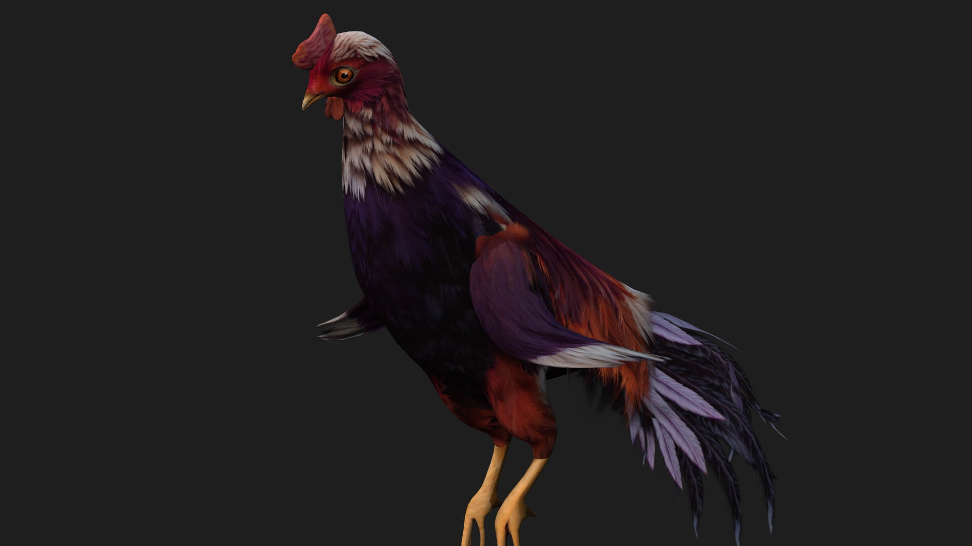 Chicken A6 Animated - 3D Model by Animated3d