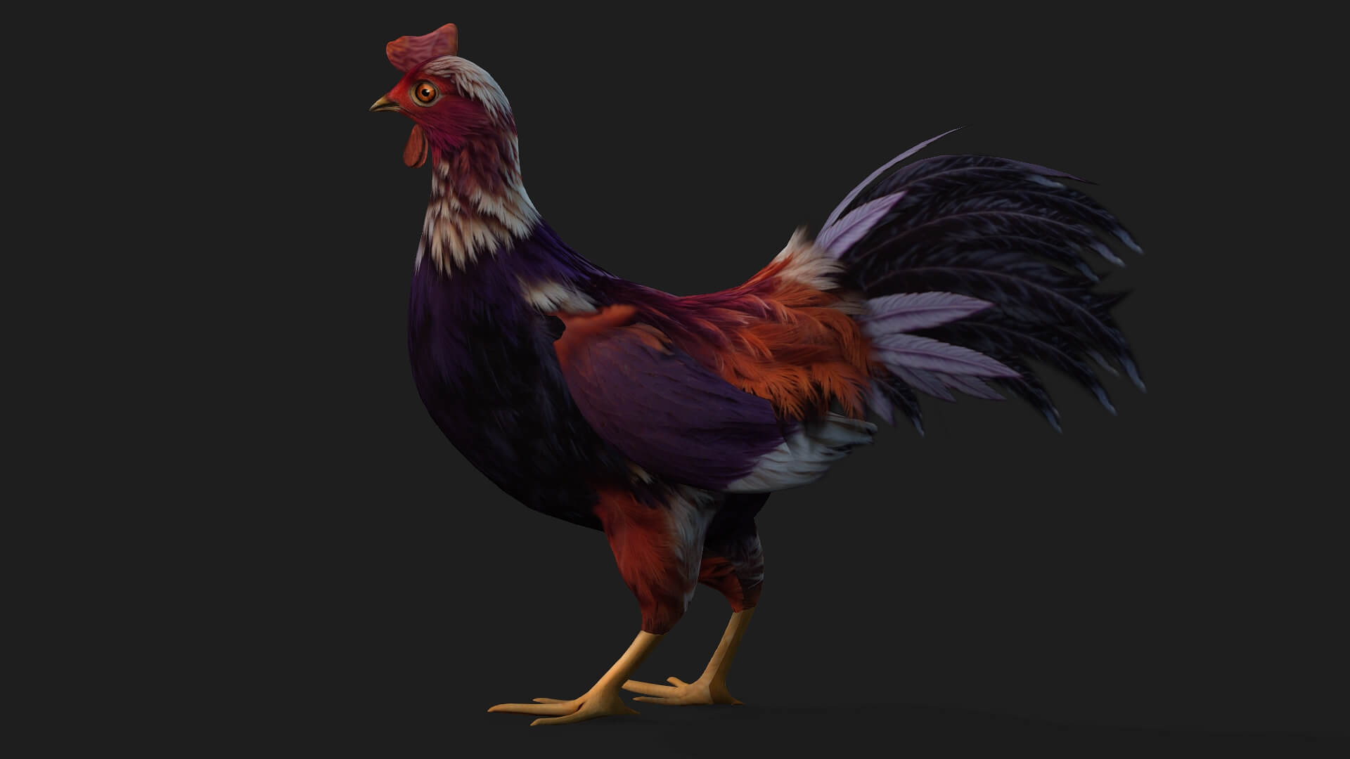 Chicken A6 Animated - 3D Model by Animated3d