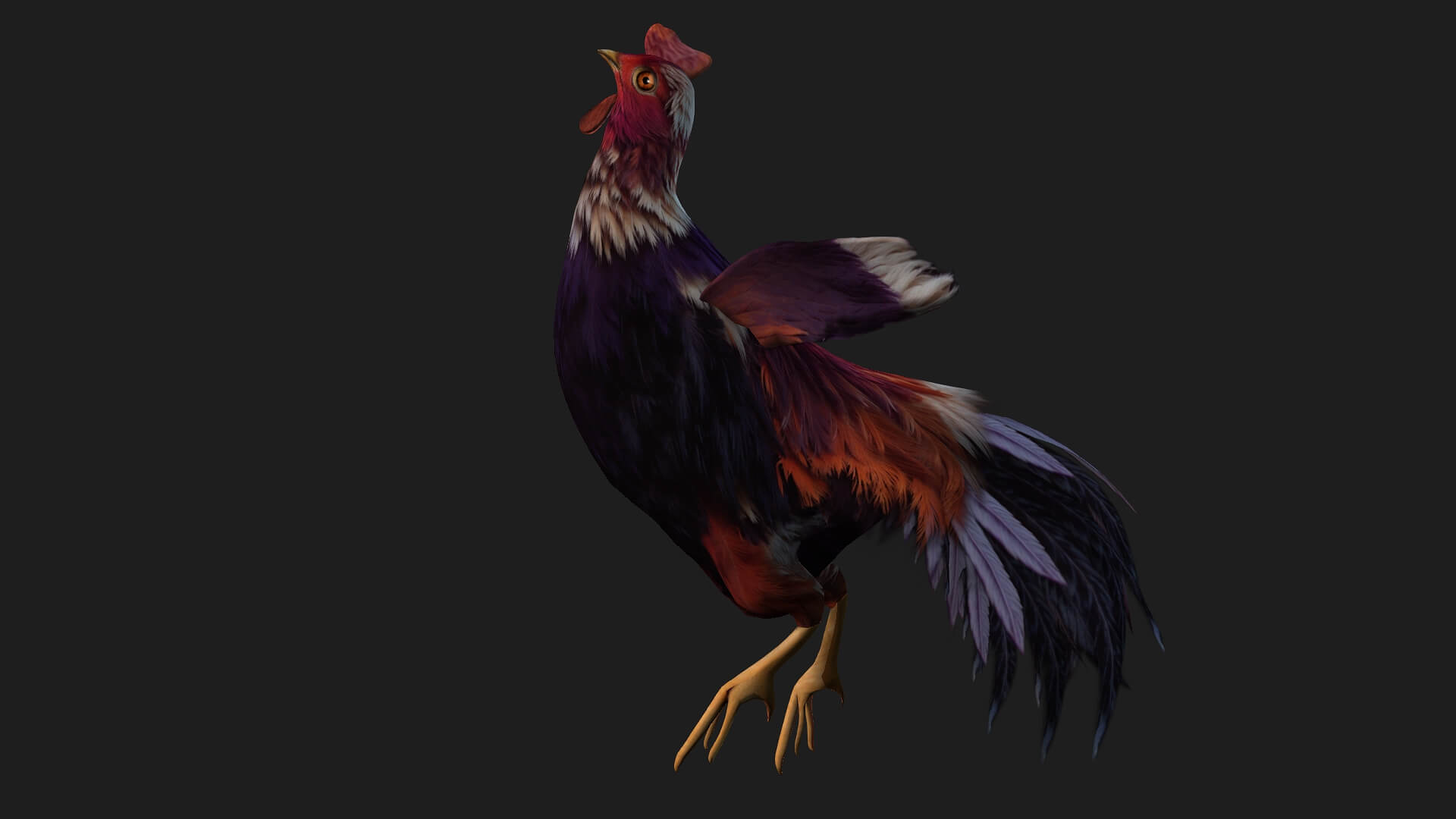 Chicken A6 Animated - 3D Model by Animated3d