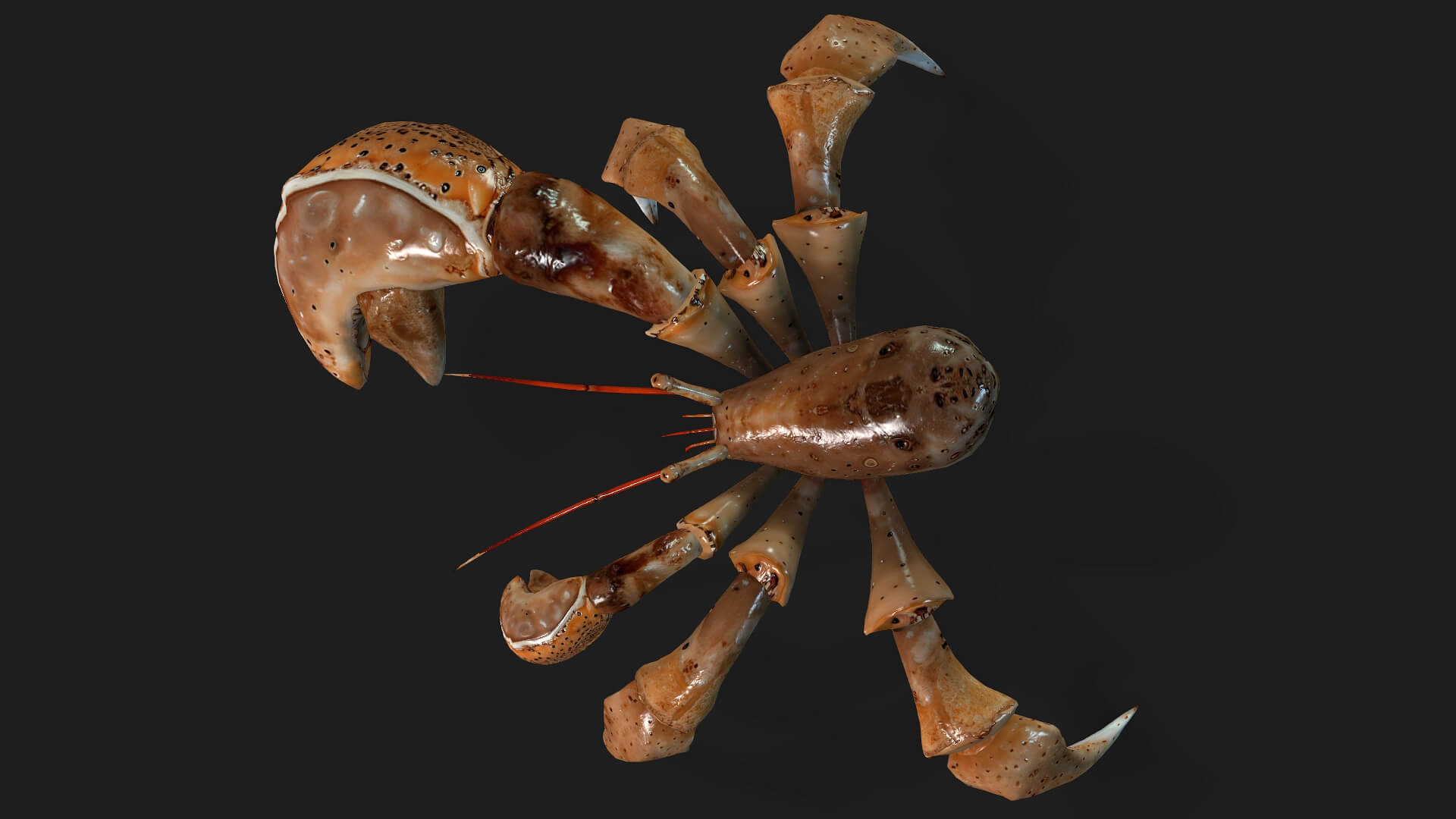 Crab-A2-Animated 3D Model by Animated3d