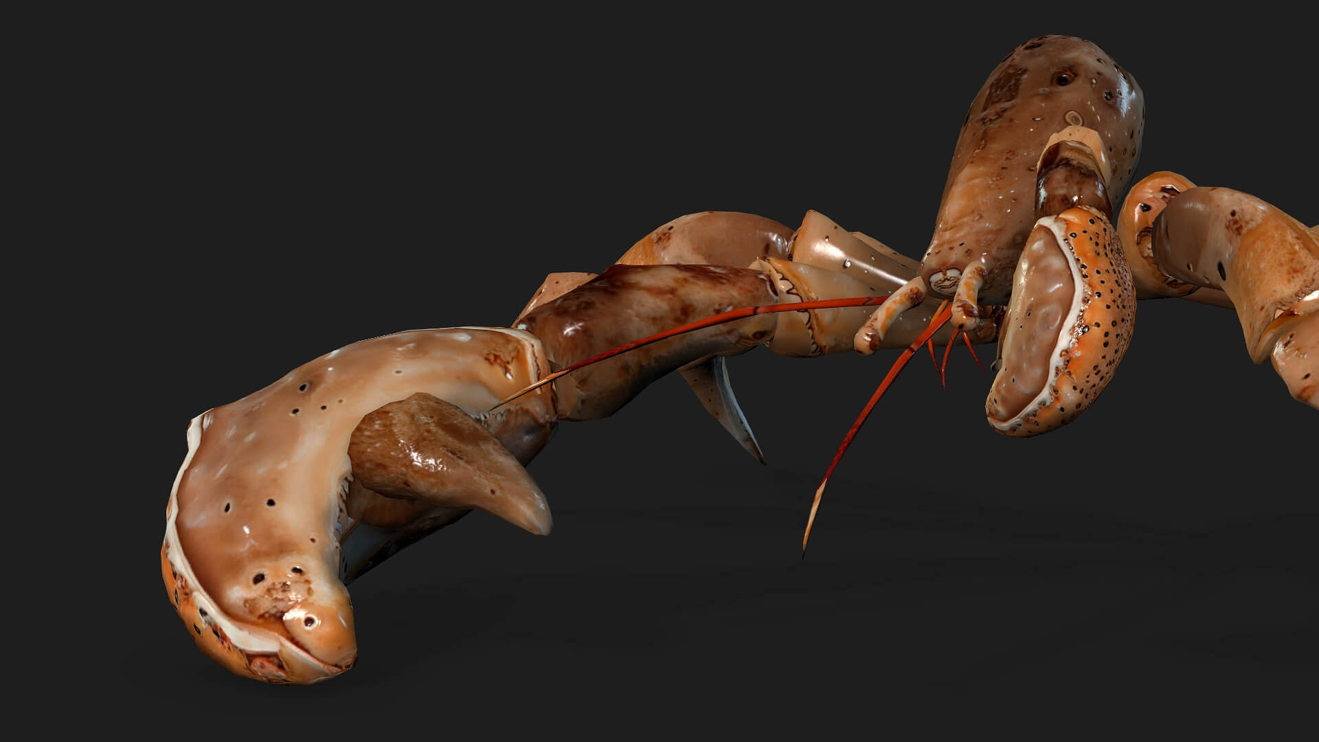 Crab-A2-Animated 3D Model by Animated3d