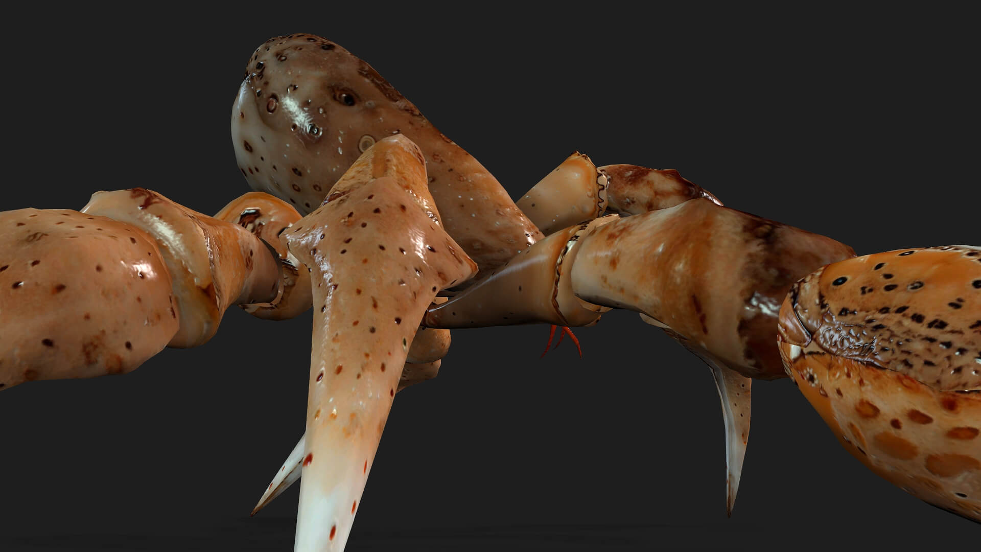 Crab-A2-Animated 3D Model by Animated3d