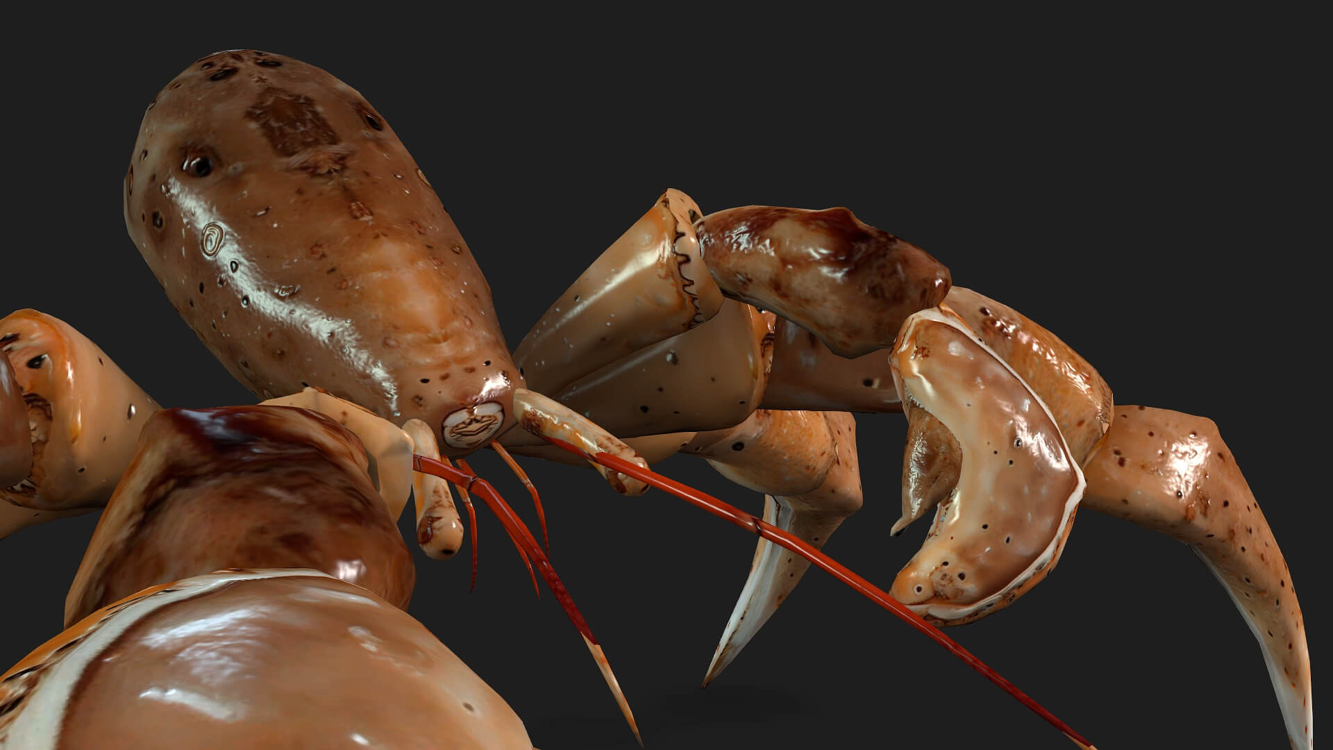Crab-A2-Animated 3D Model by Animated3d