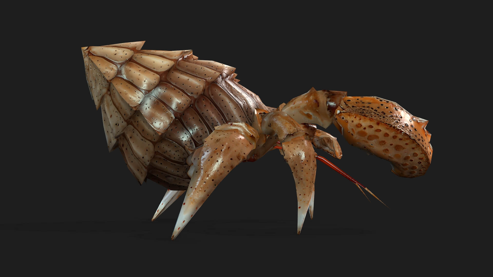 Crab-B2-Animated 3D Model by Animated3d