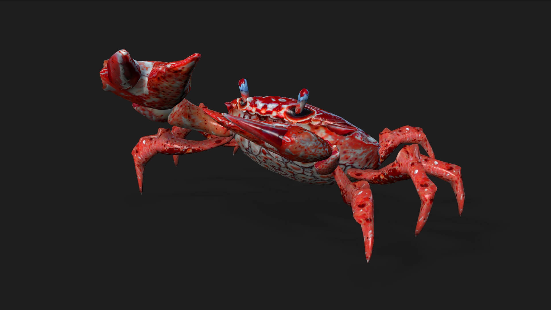 Crab-C1-Animated 3D Model by Animated3d