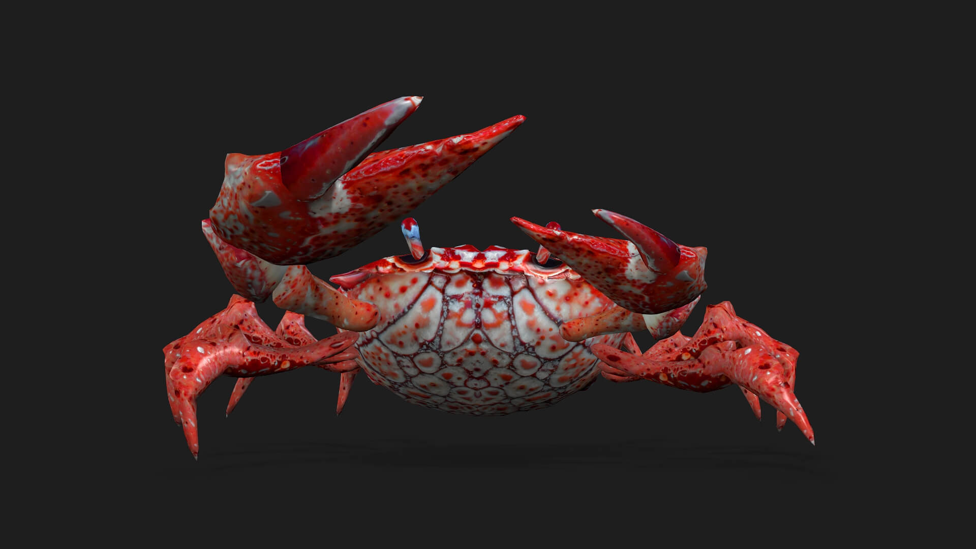 Crab-C1-Animated 3D Model by Animated3d