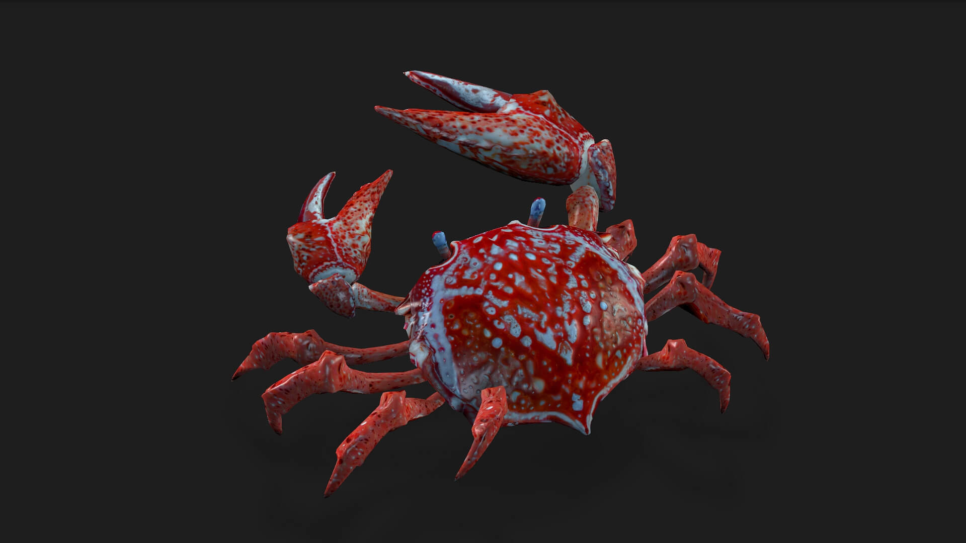Crab-C1-Animated 3D Model by Animated3d