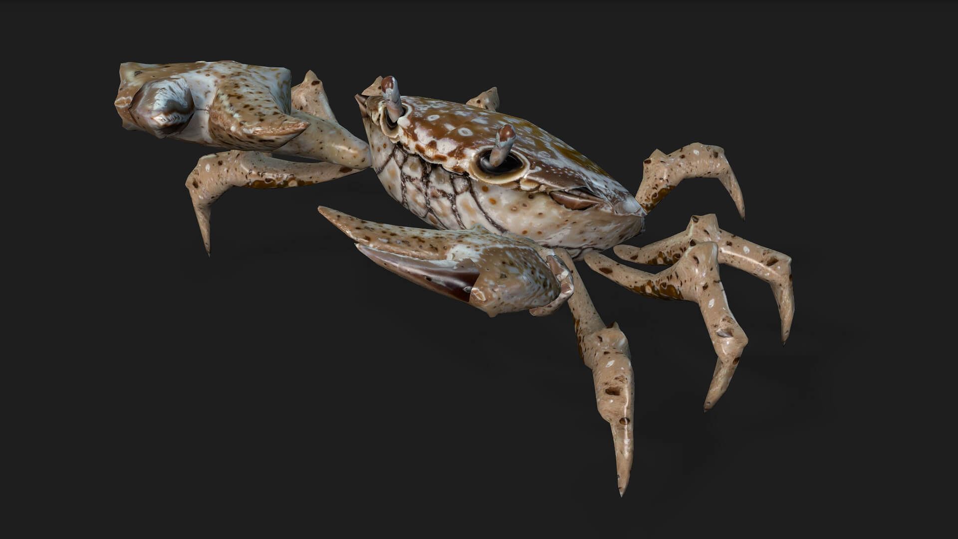 Crab-C2-Animated 3D Model by Animated3d