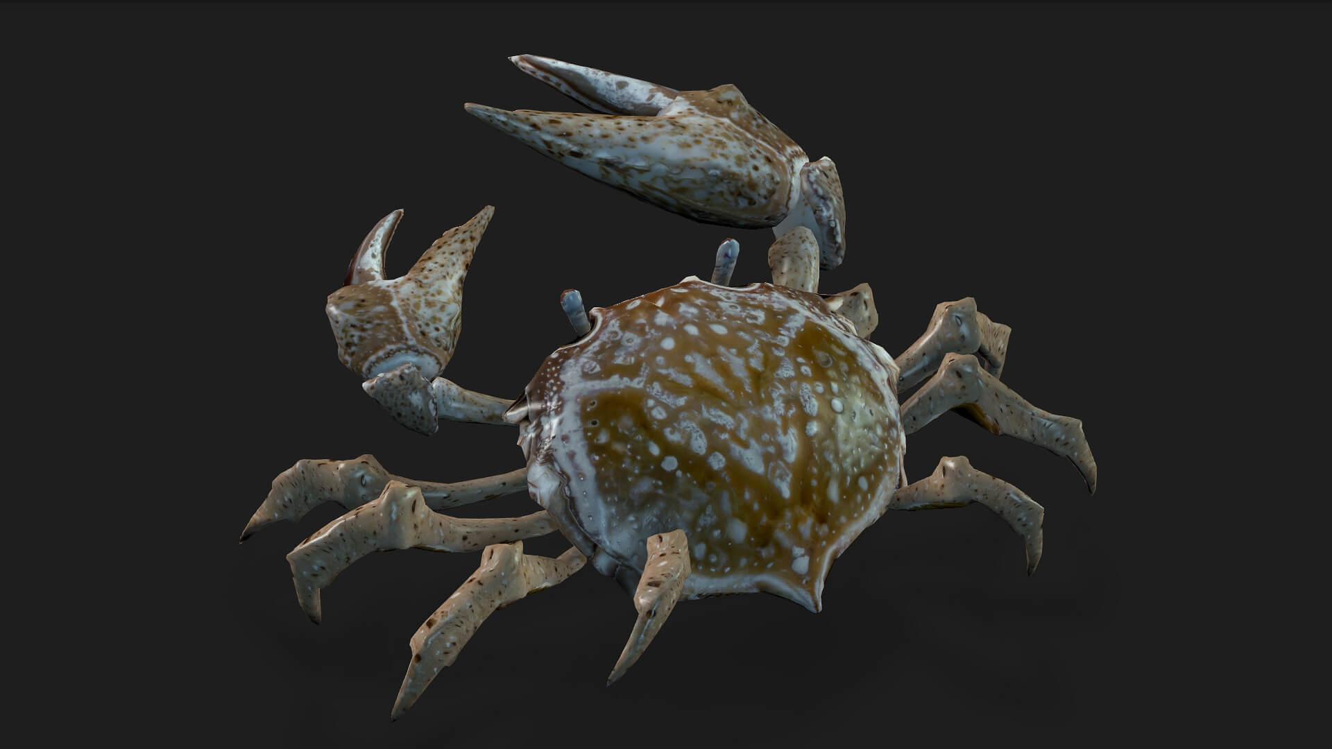 Crab-C2-Animated 3D Model by Animated3d