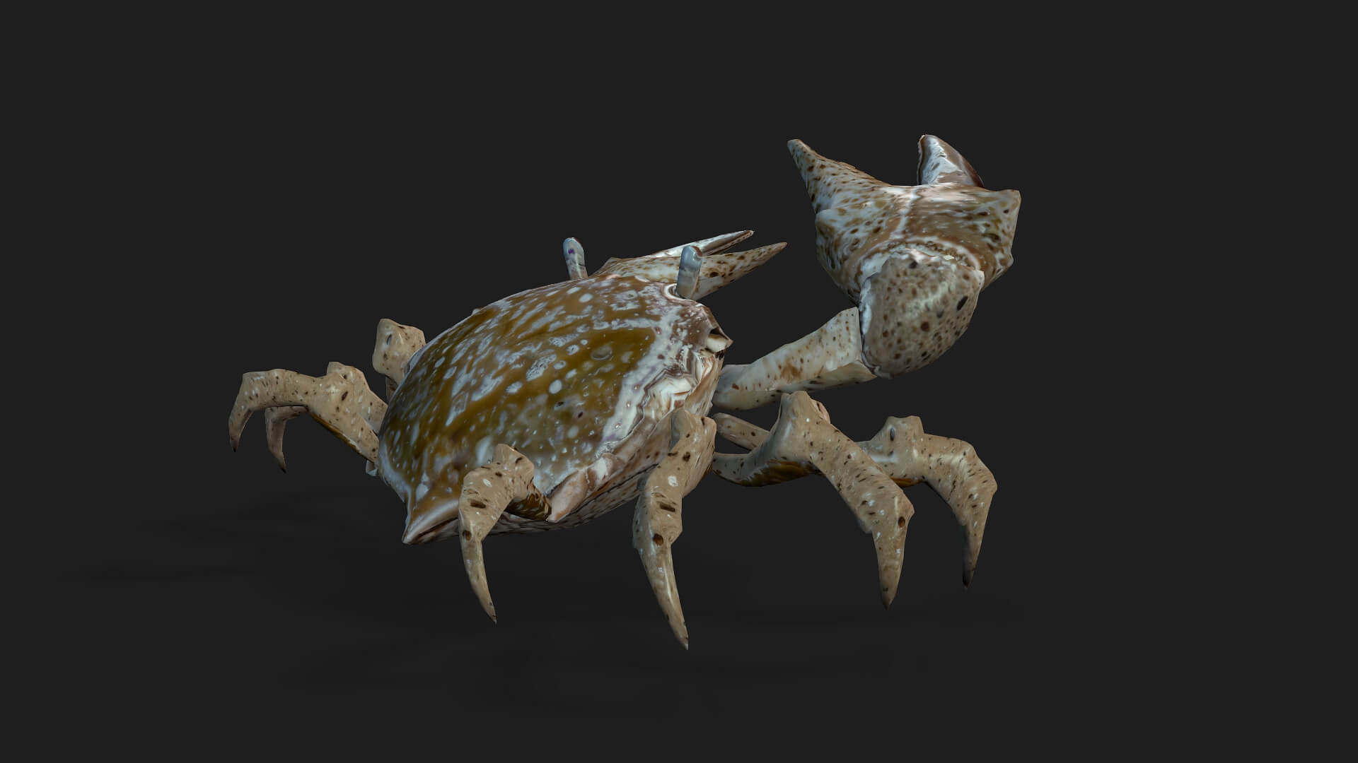 Crab-C2-Animated 3D Model by Animated3d
