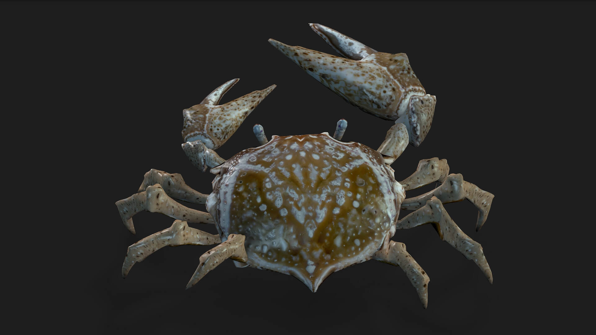 Crab-C2-Animated 3D Model by Animated3d