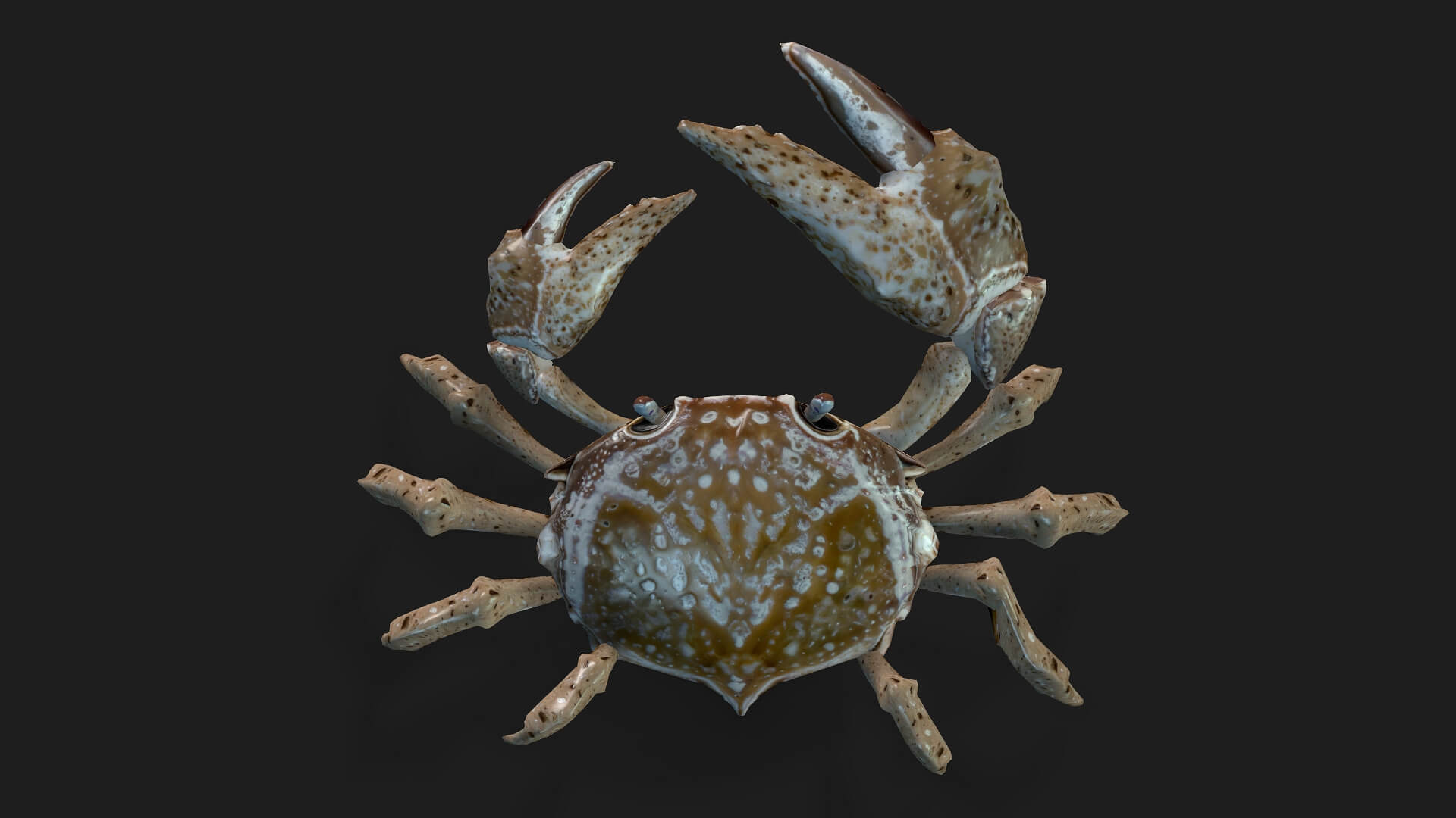 Crab-C2-Animated 3D Model by Animated3d