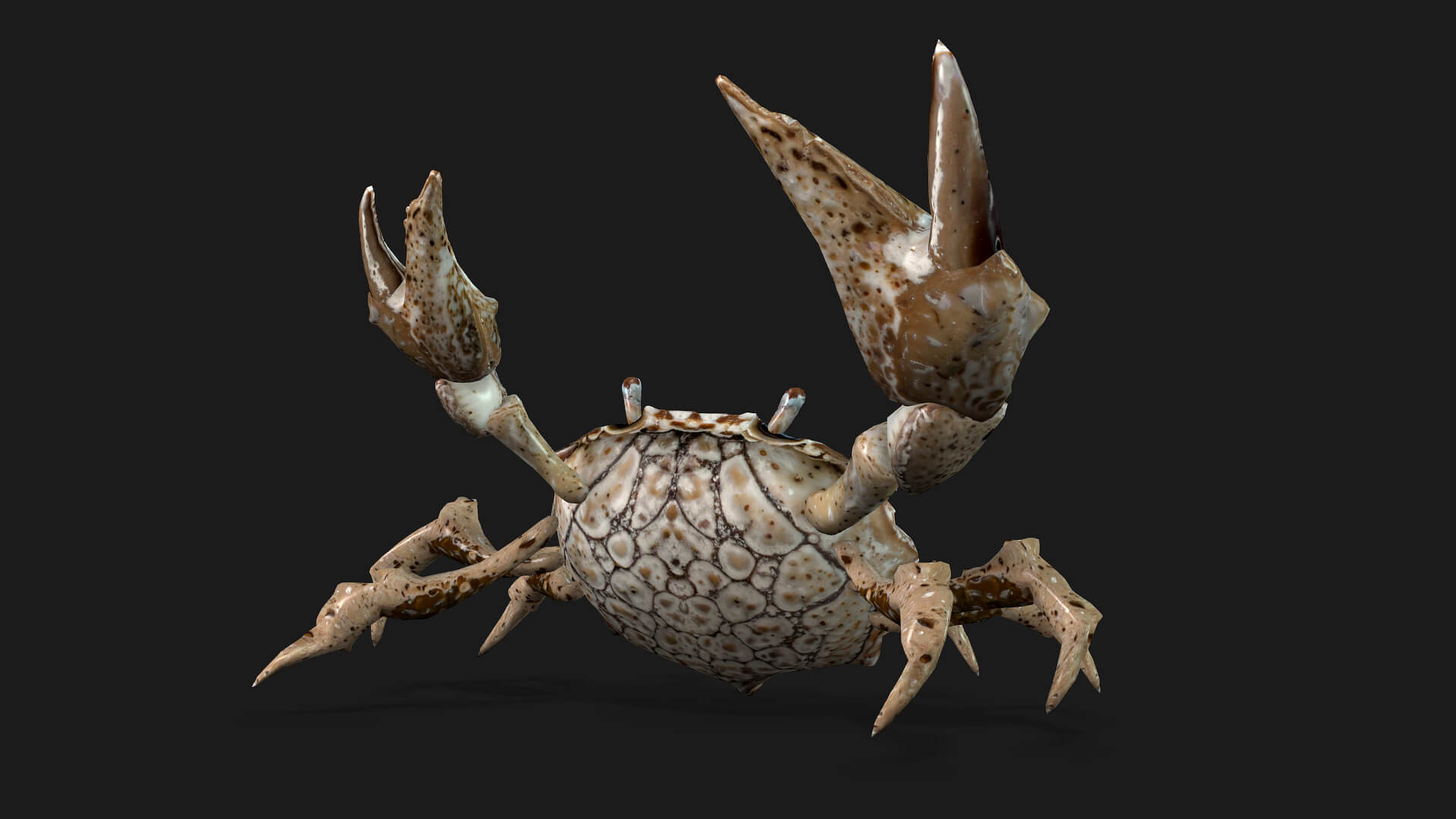 Crab-C2-Animated 3D Model by Animated3d