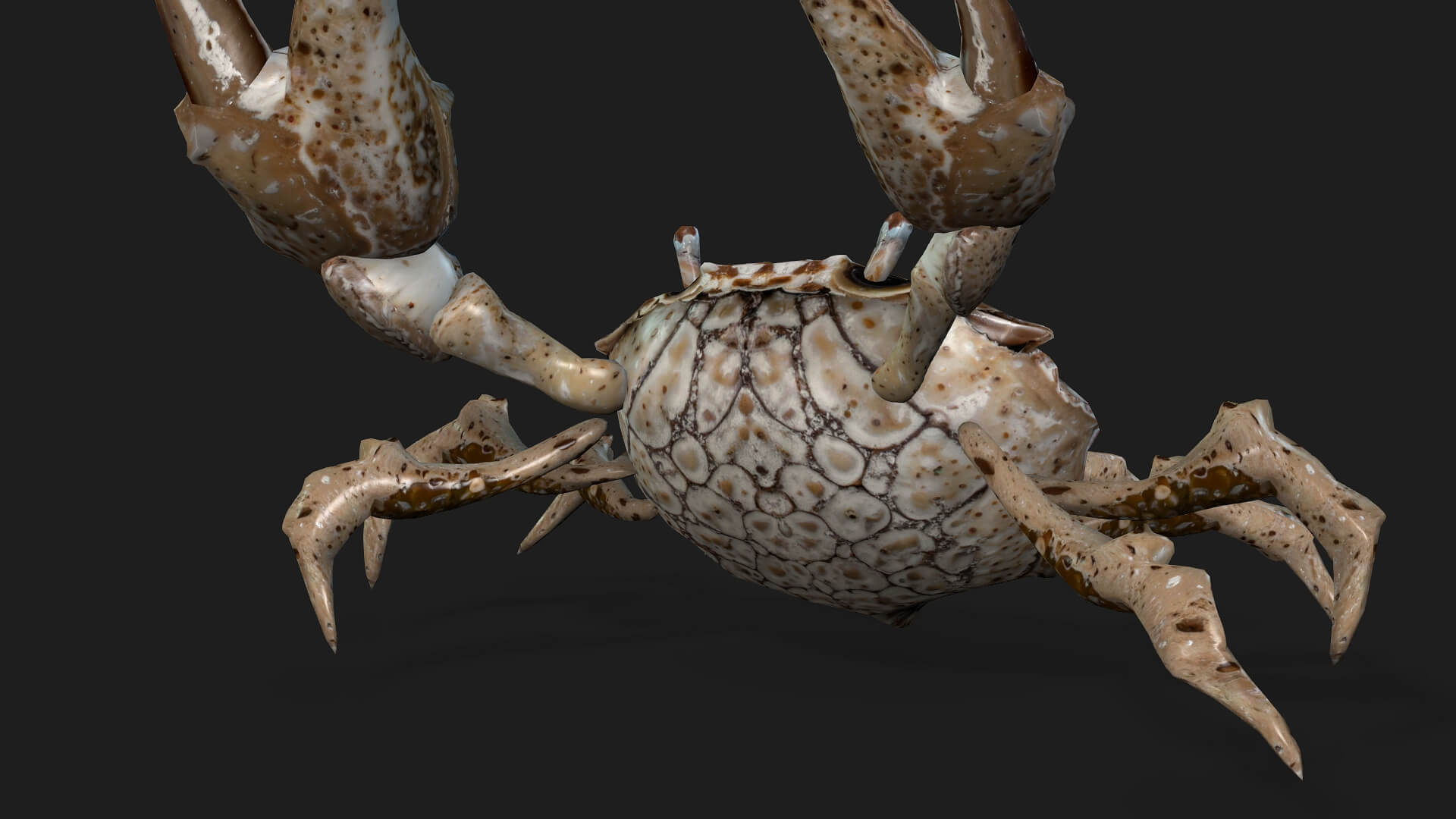 Crab-C2-Animated 3D Model by Animated3d