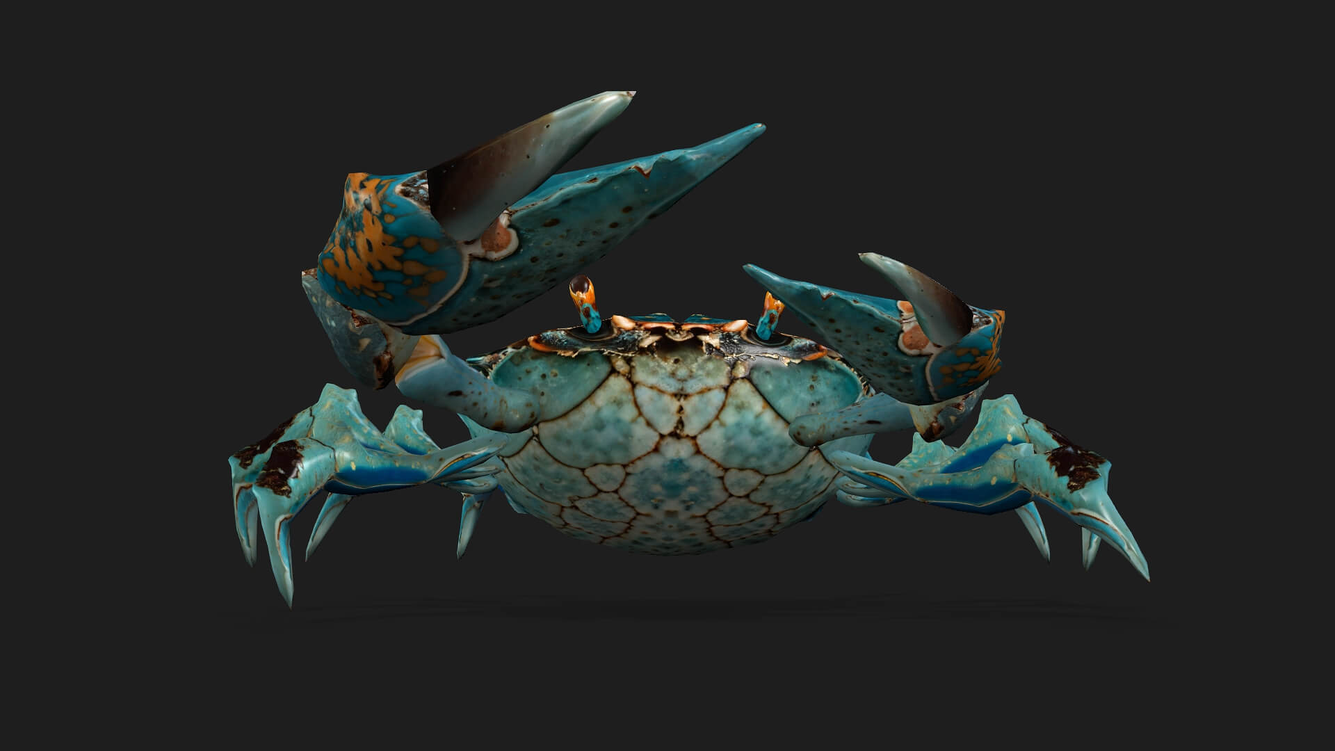 Crab-C3-Animated 3D Model by Animated3d