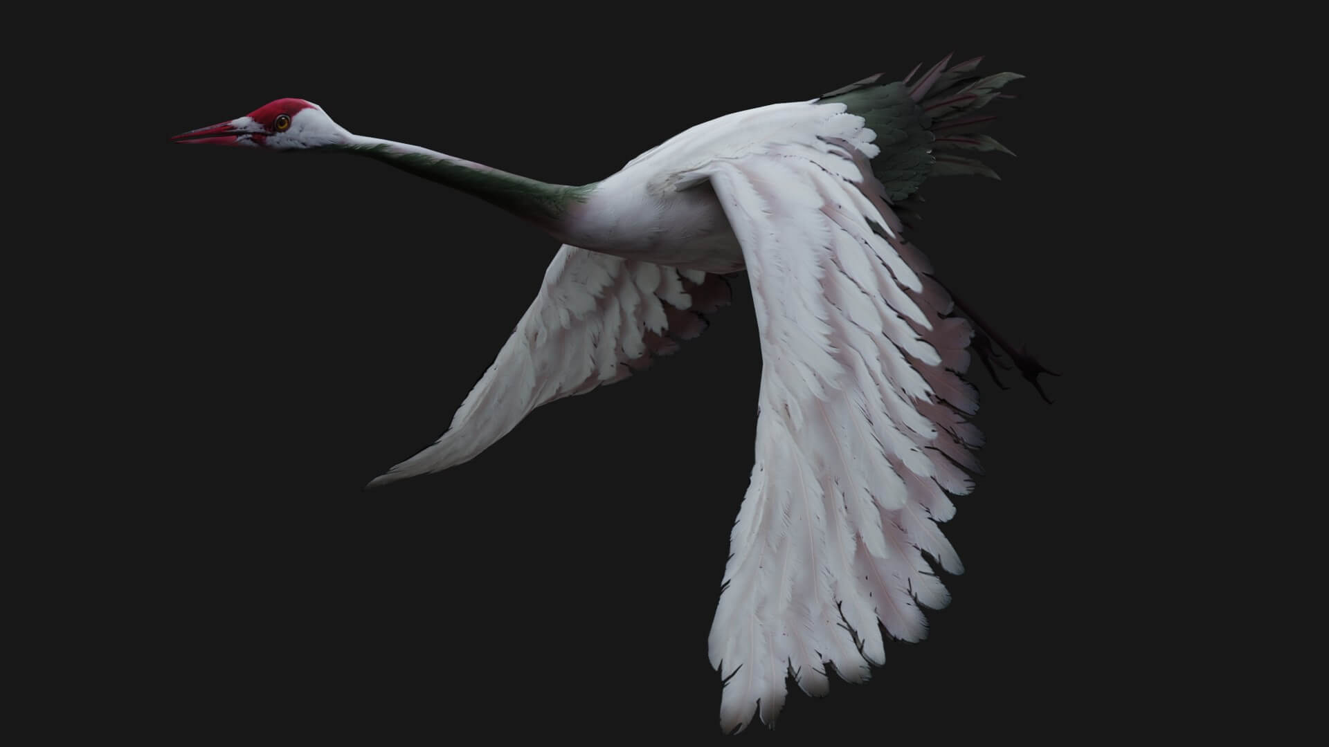 Crane Bird A3 - 3D Model by Animated3d