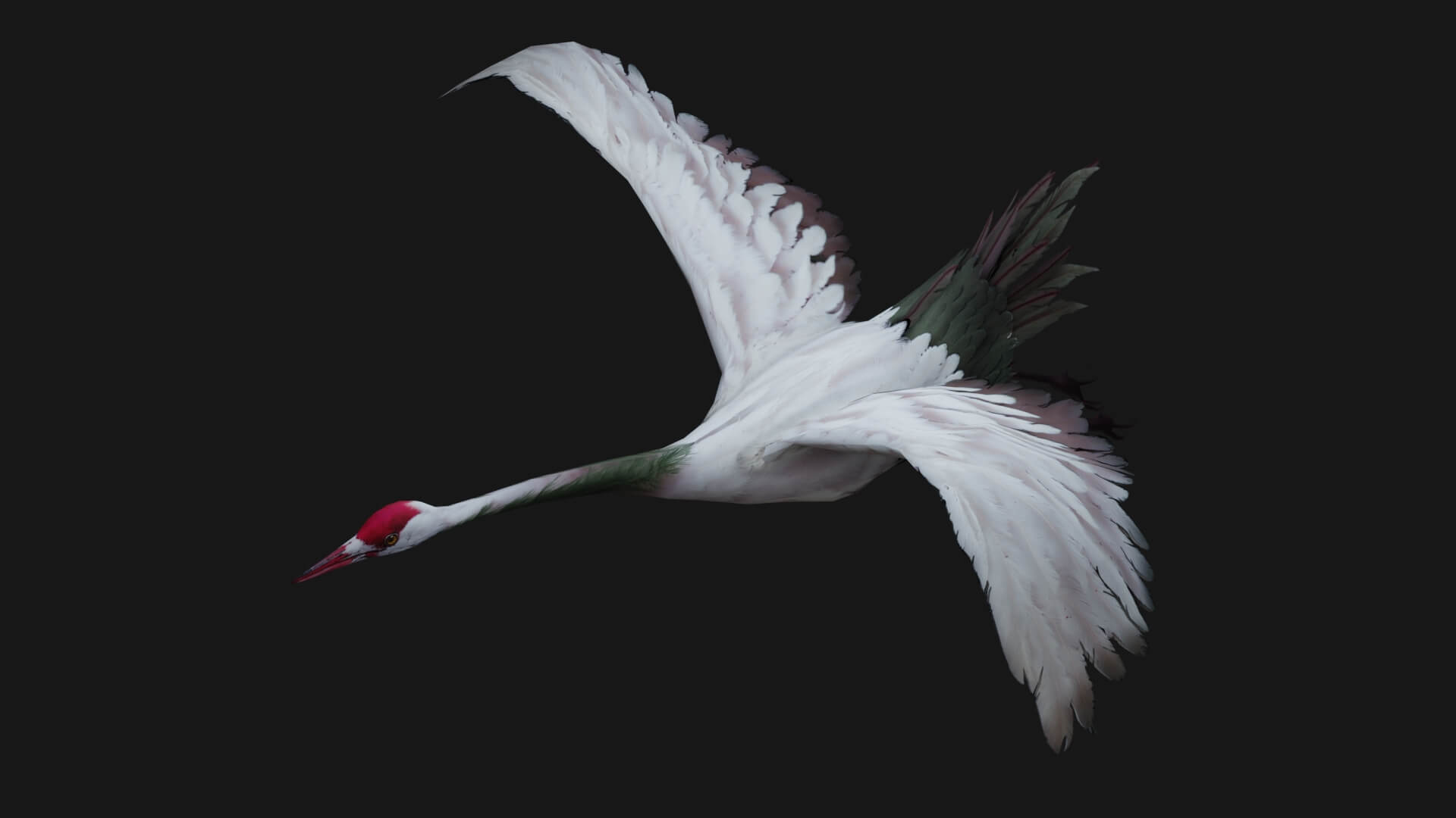 Crane Bird A3 - 3D Model by Animated3d