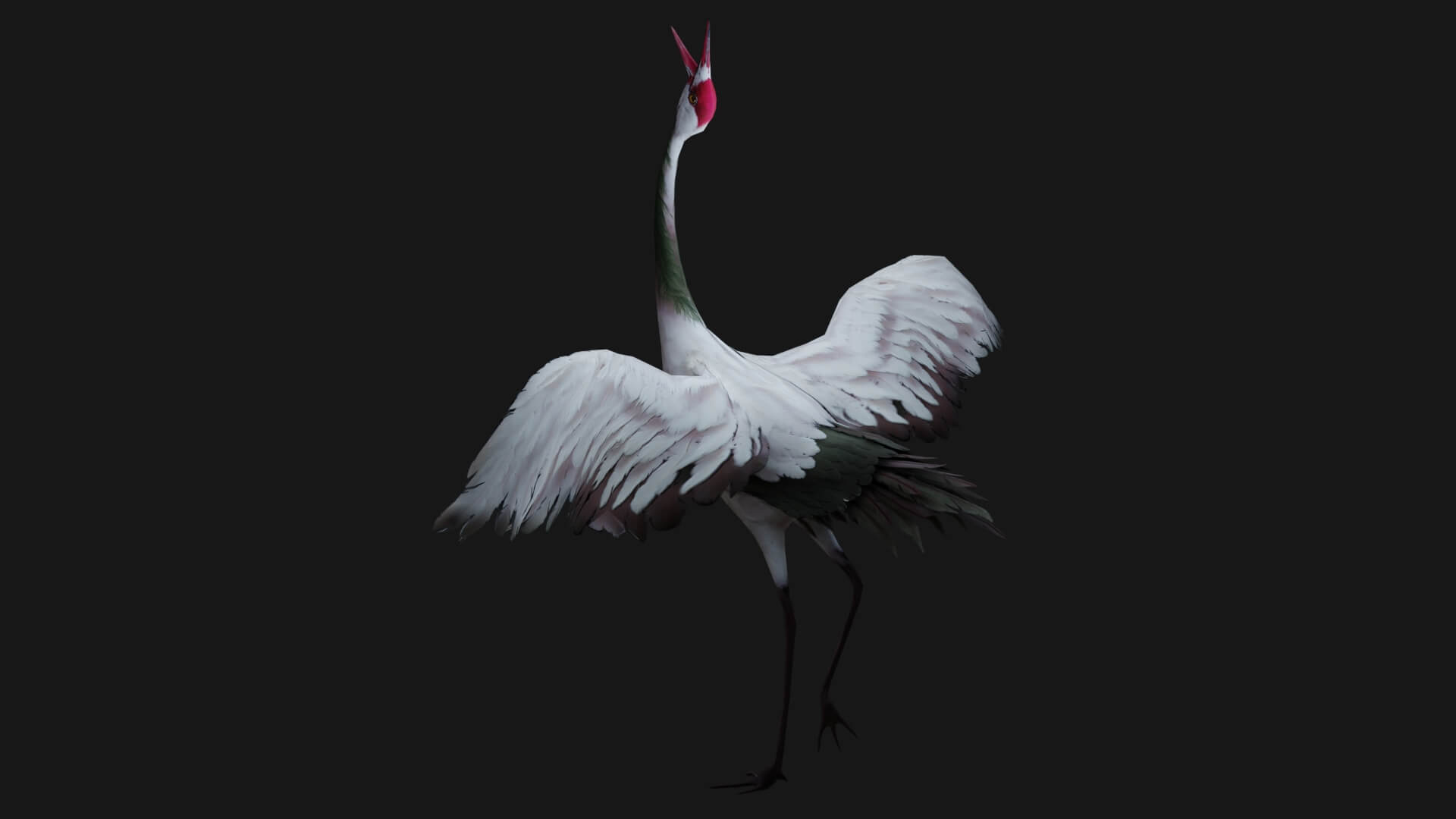 Crane Bird A3 - 3D Model by Animated3d