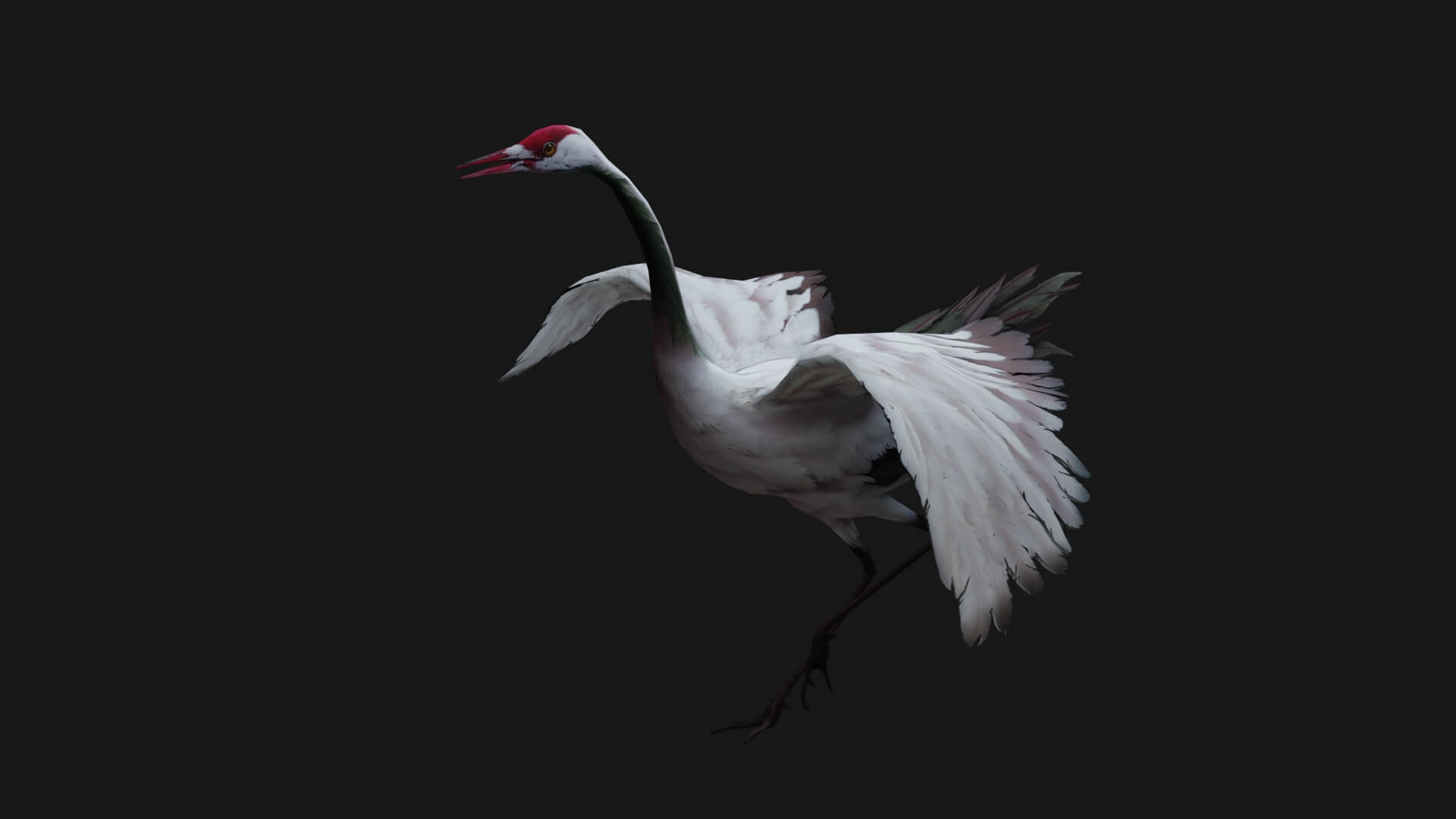 Crane Bird A3 - 3D Model by Animated3d