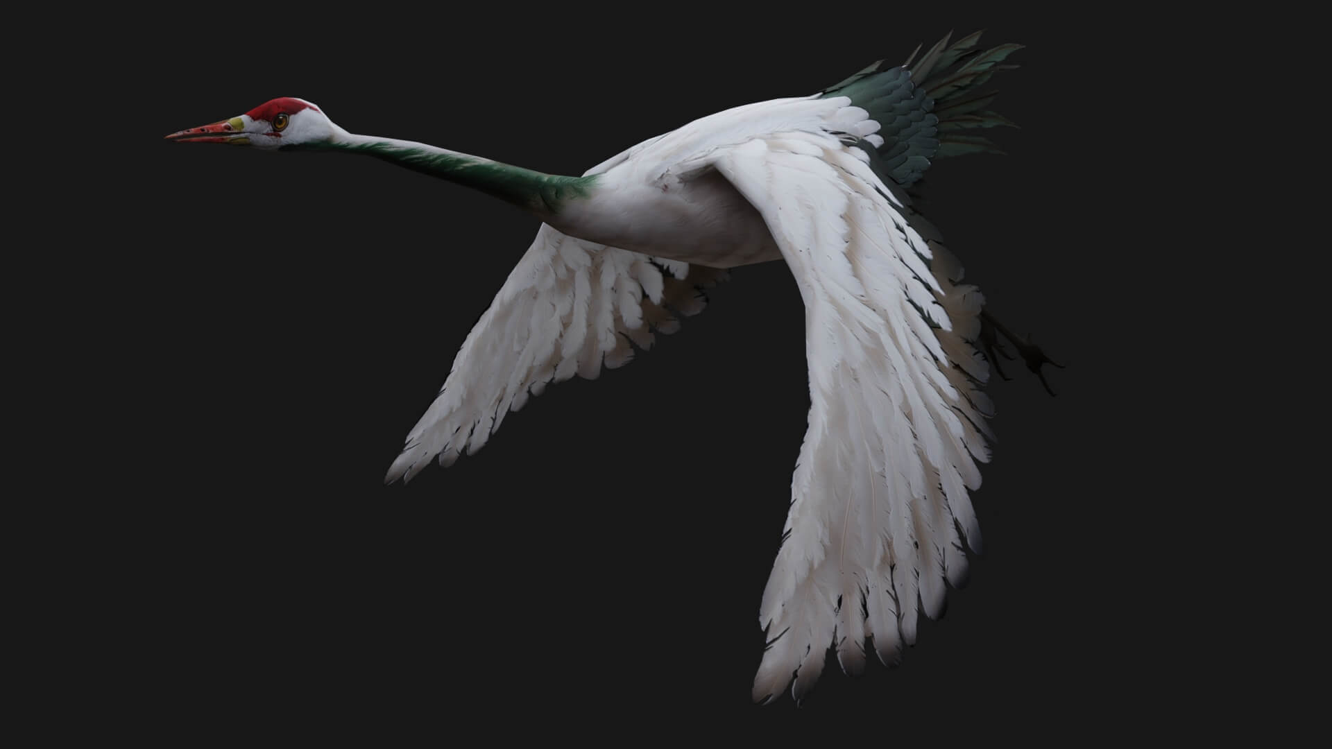 Crane Bird A1 - 3D Model by Animated3d
