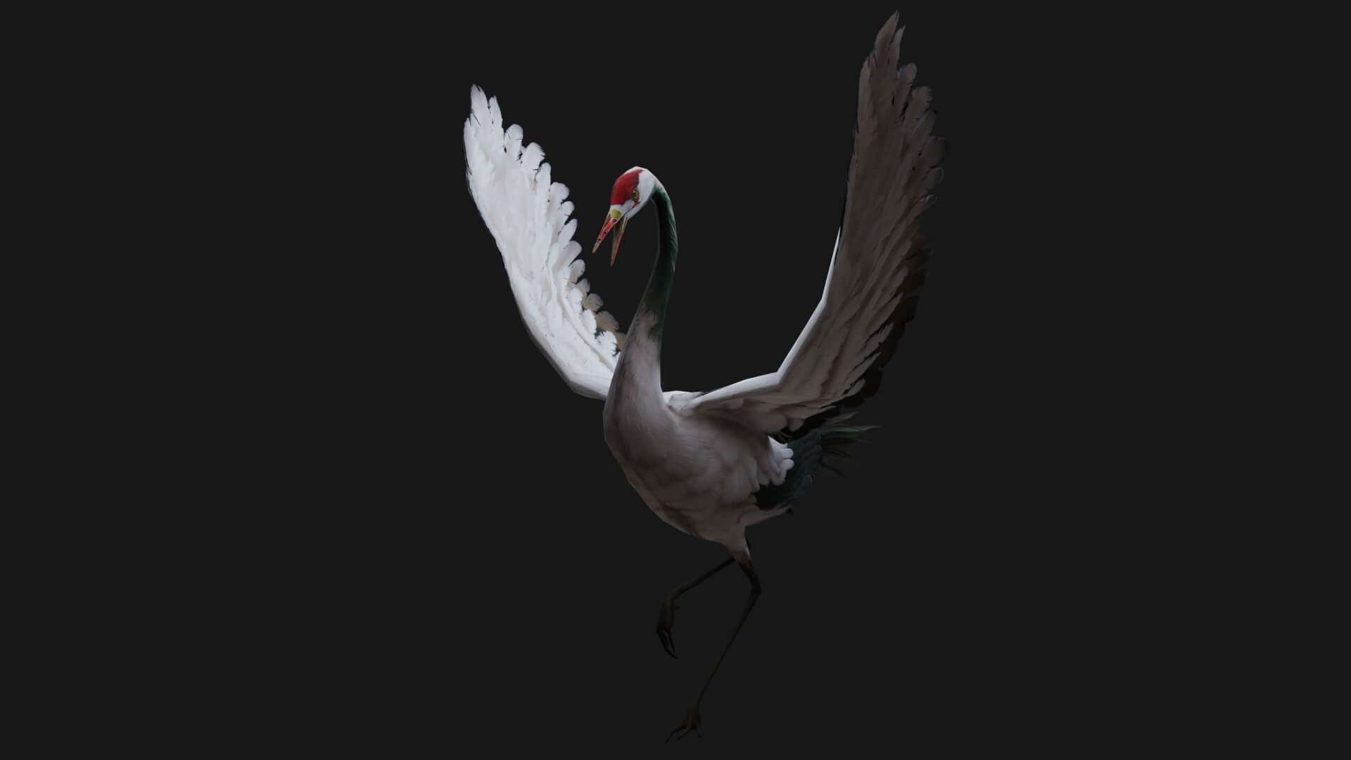 Crane Bird A1 - 3D Model by Animated3d