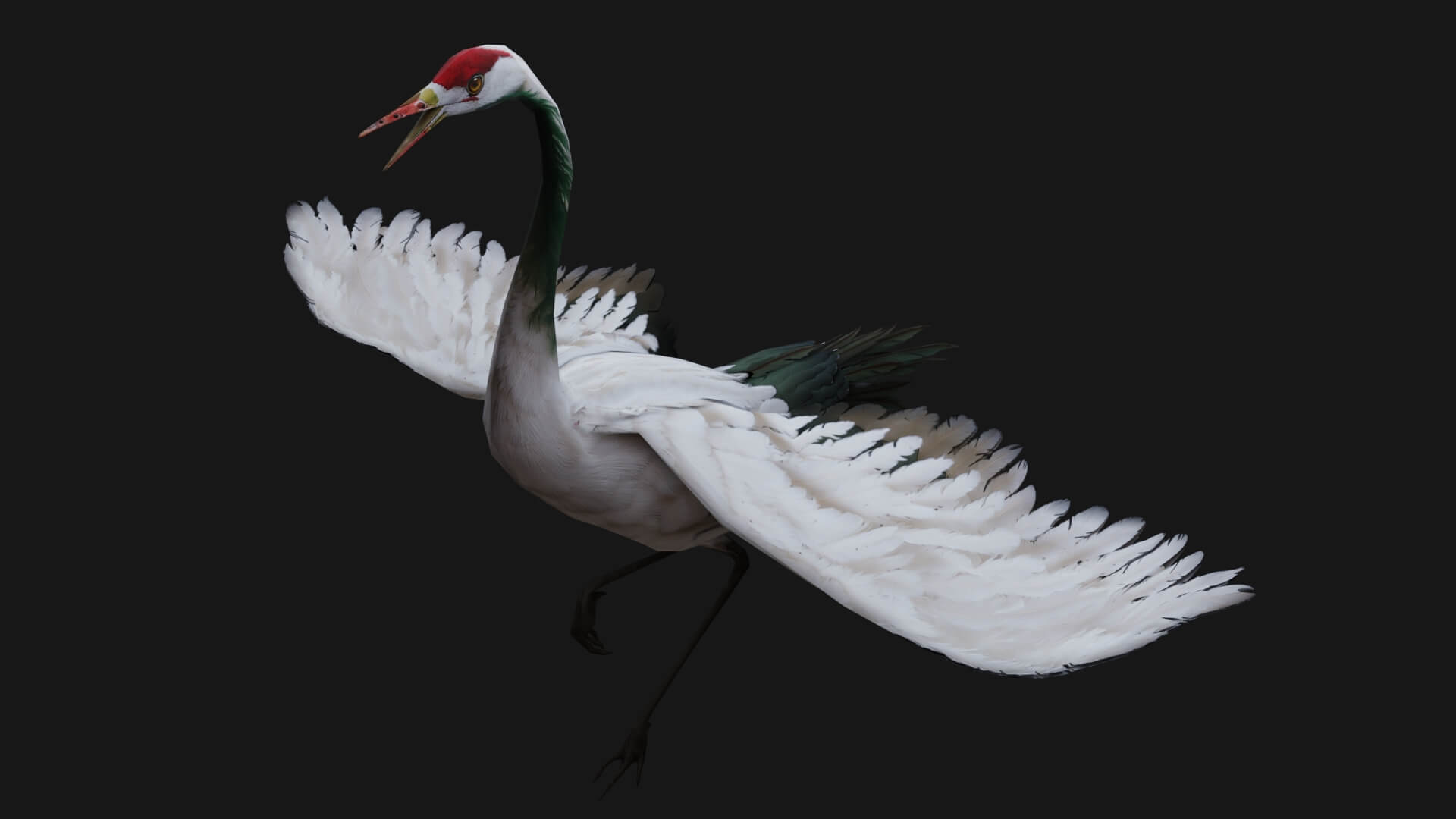 Crane Bird A1 - 3D Model by Animated3d