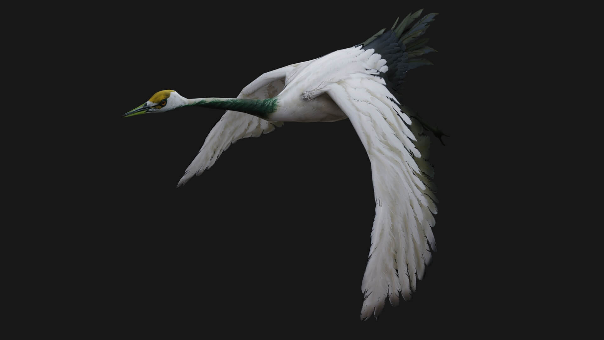Crane Bird A2 - 3D Model by Animated3d