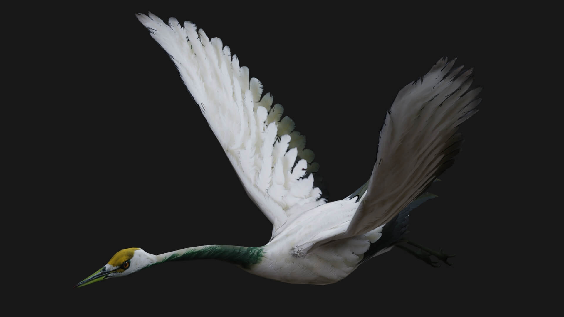 Crane Bird A2 - 3D Model by Animated3d