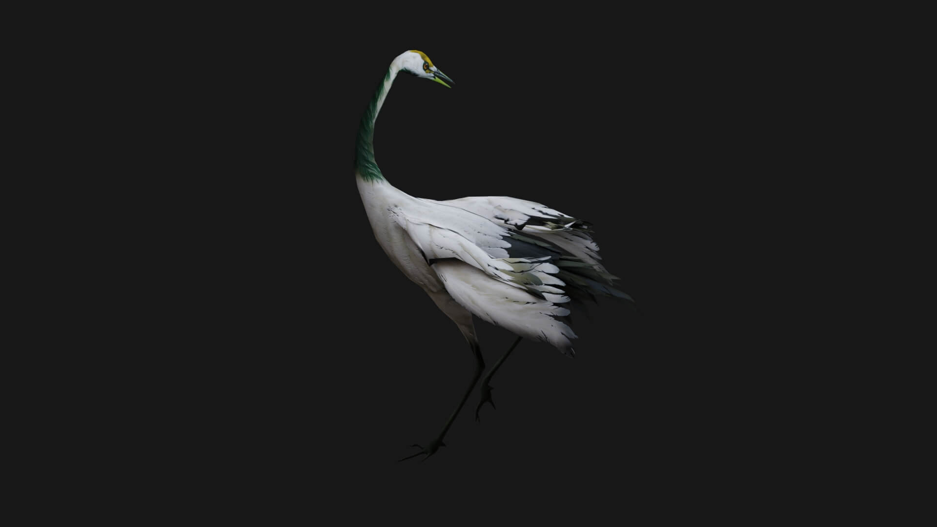 Crane Bird A2 - 3D Model by Animated3d