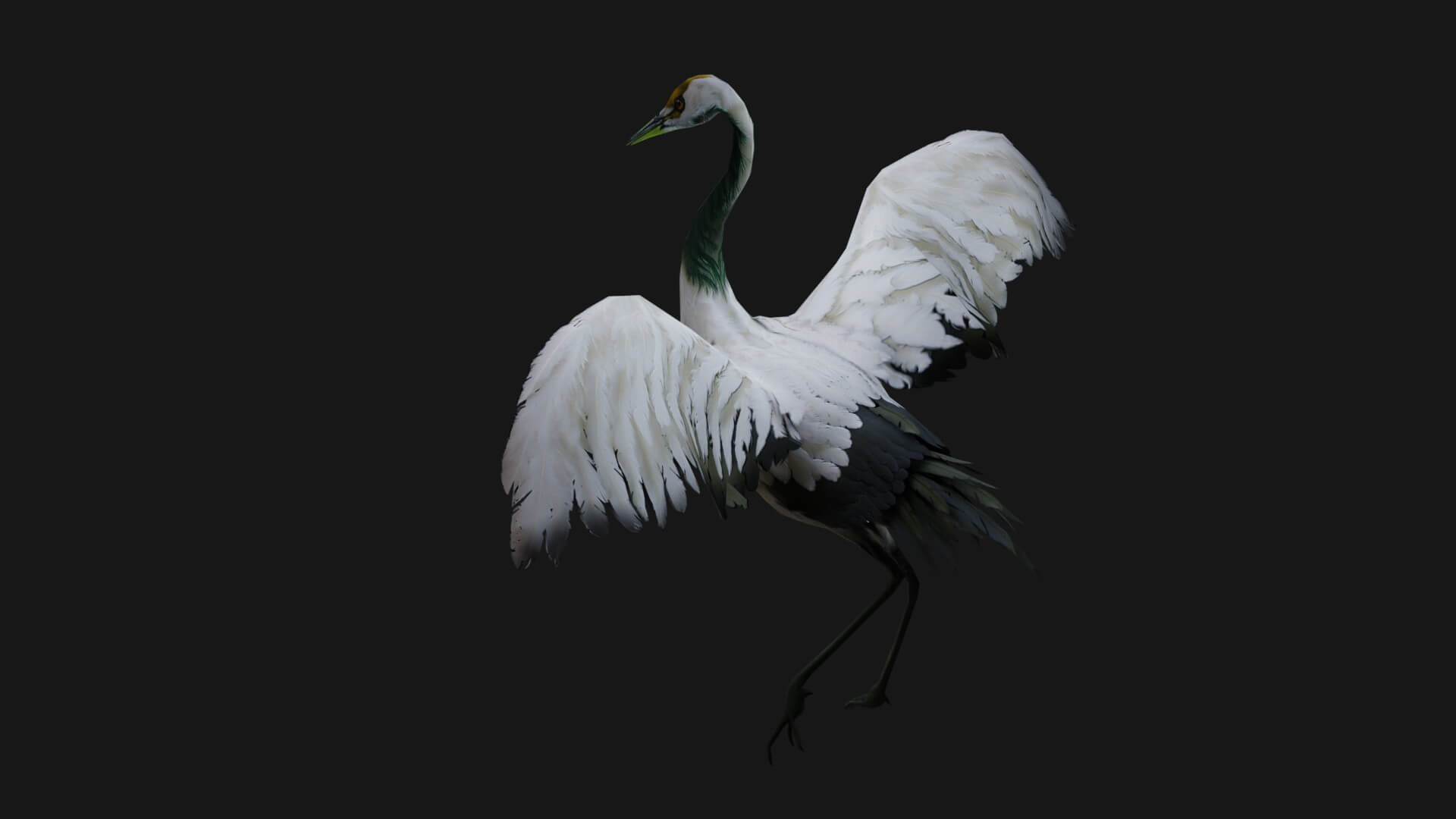 Crane Bird A2 - 3D Model by Animated3d