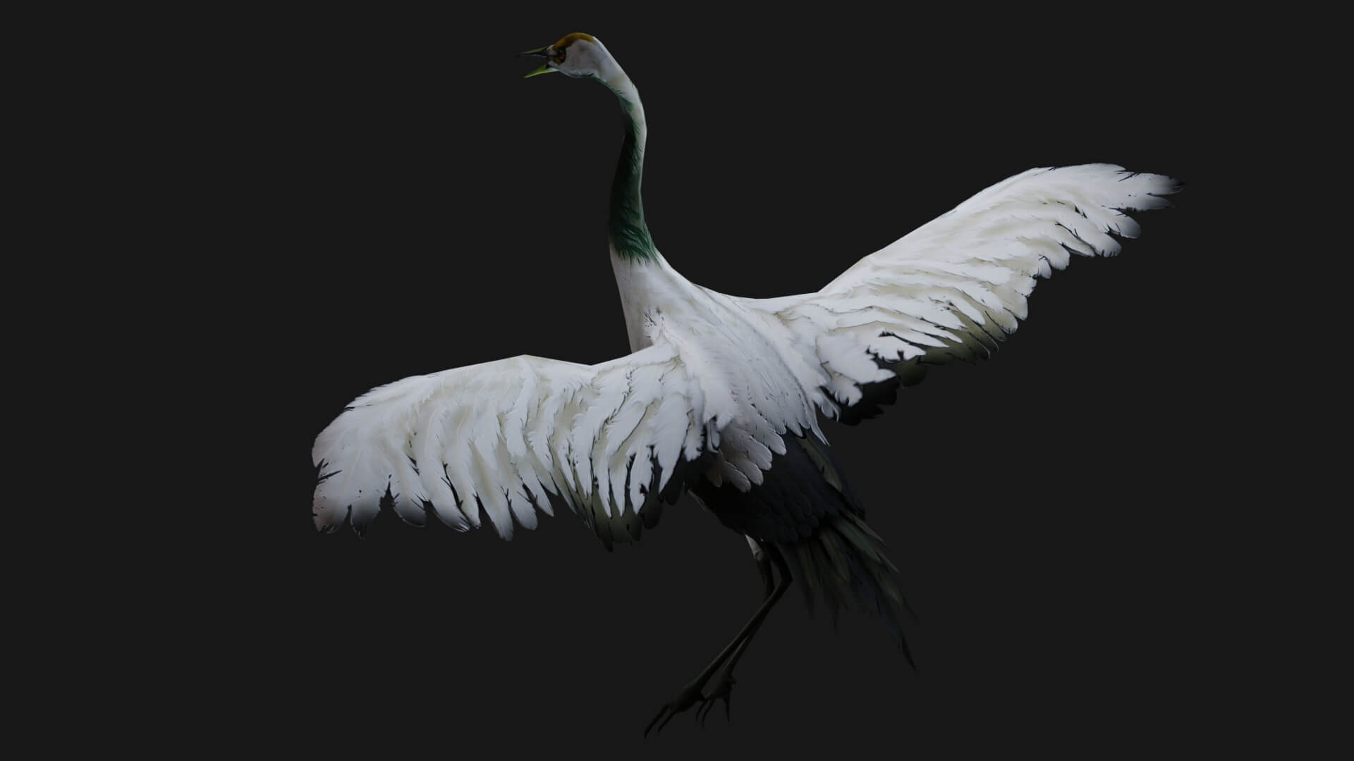 Crane Bird A2 - 3D Model by Animated3d