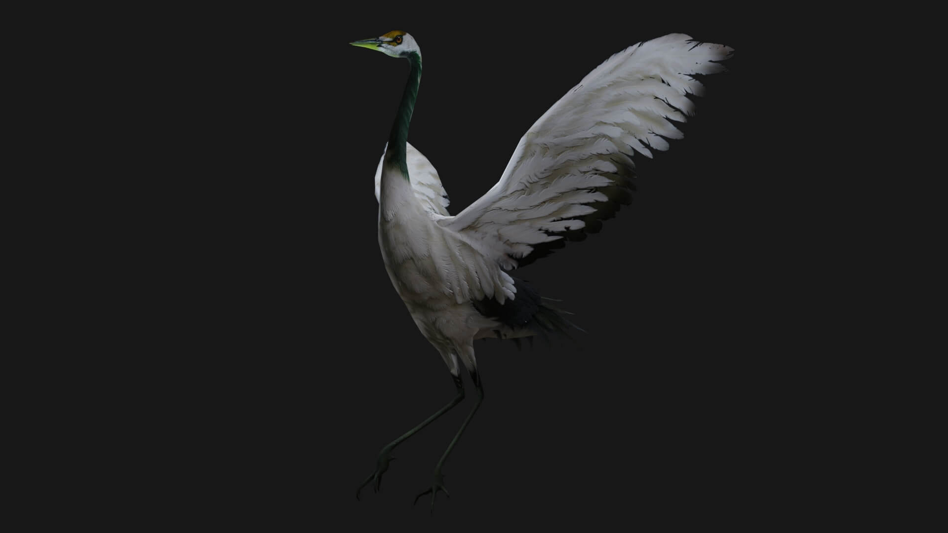 Crane Bird A2 - 3D Model by Animated3d