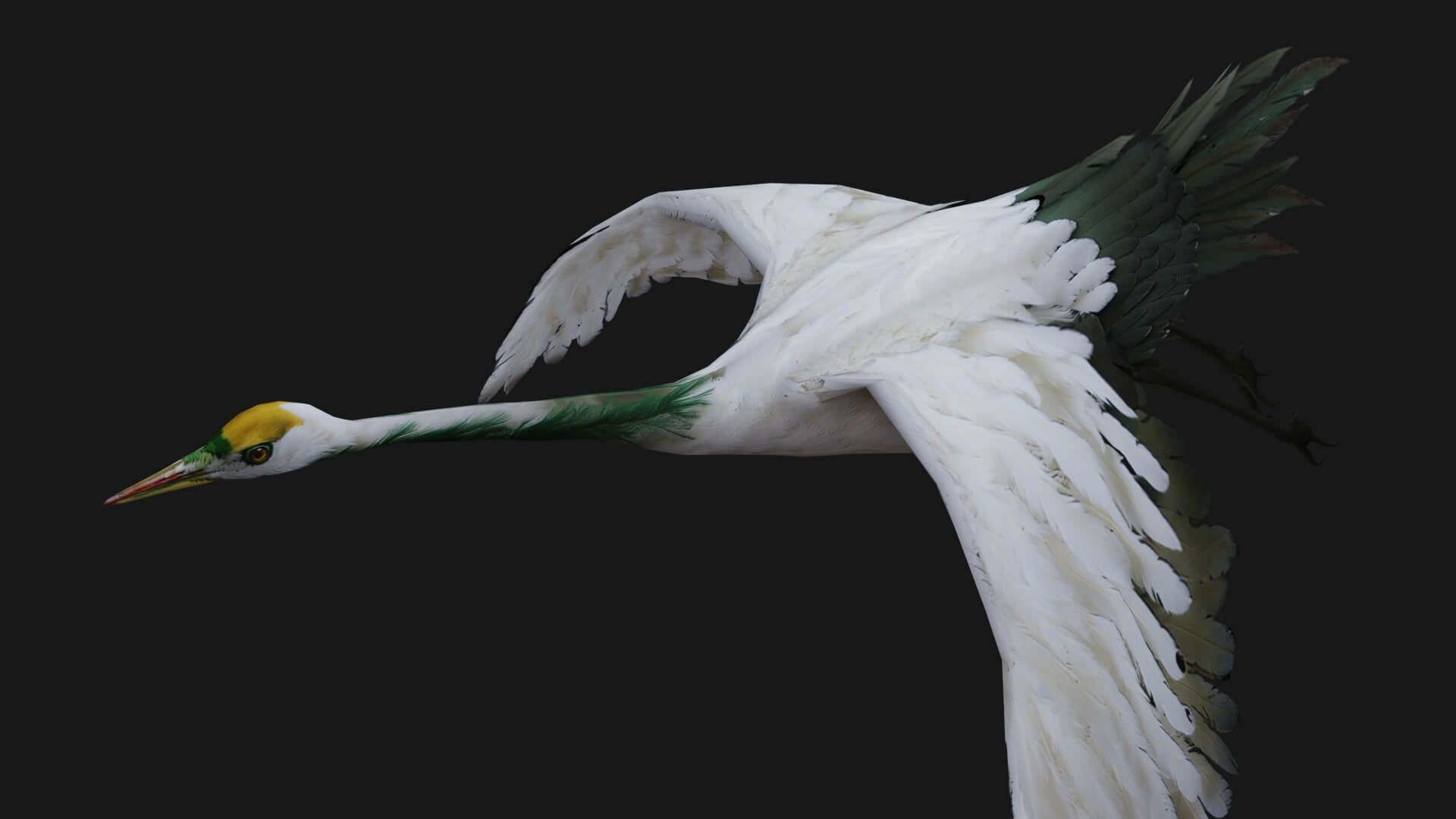 Crane Bird A4 - 3D Model by Animated3d