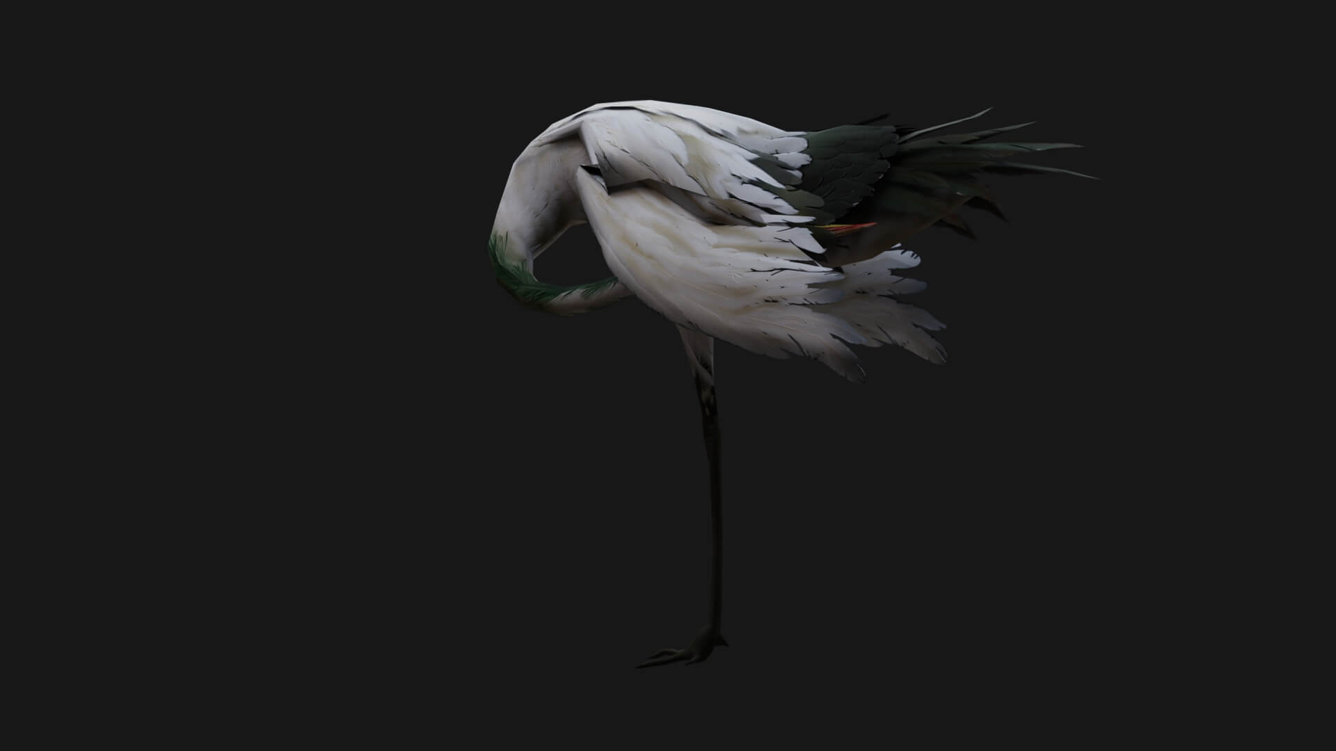 Crane Bird A4 - 3D Model by Animated3d