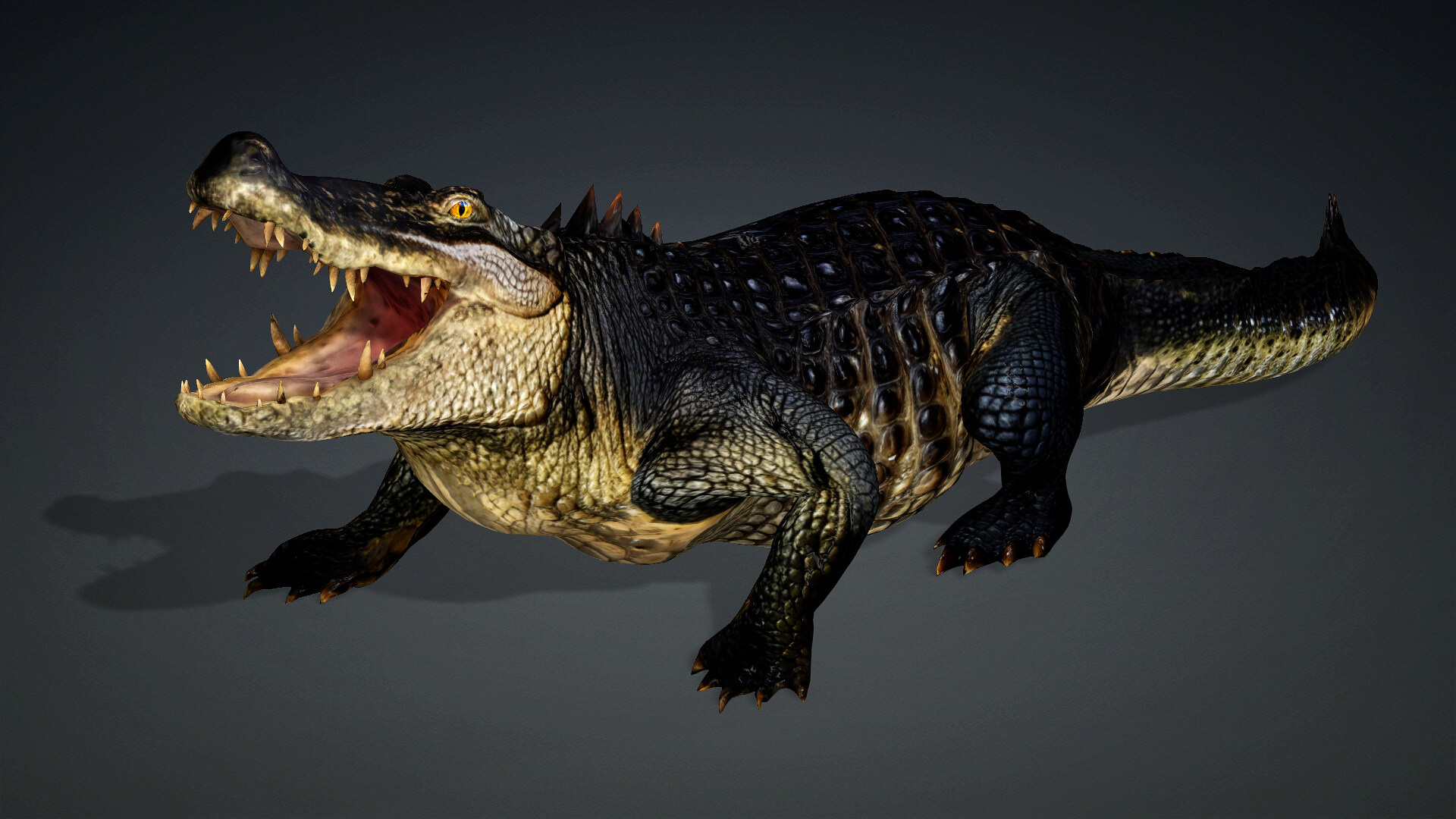 Crocodile-Animated 3D Animation by Animated3d