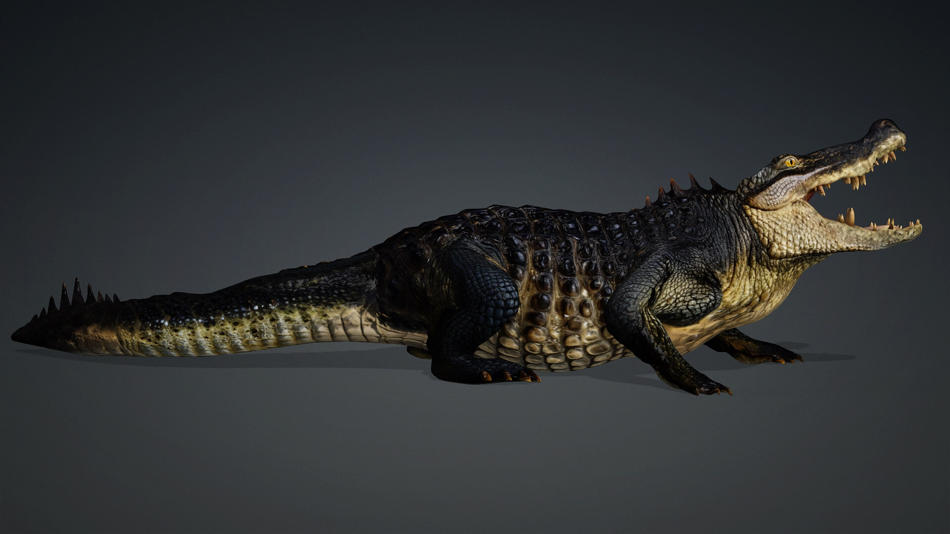 Crocodile-Animated 3D Animation by Animated3d