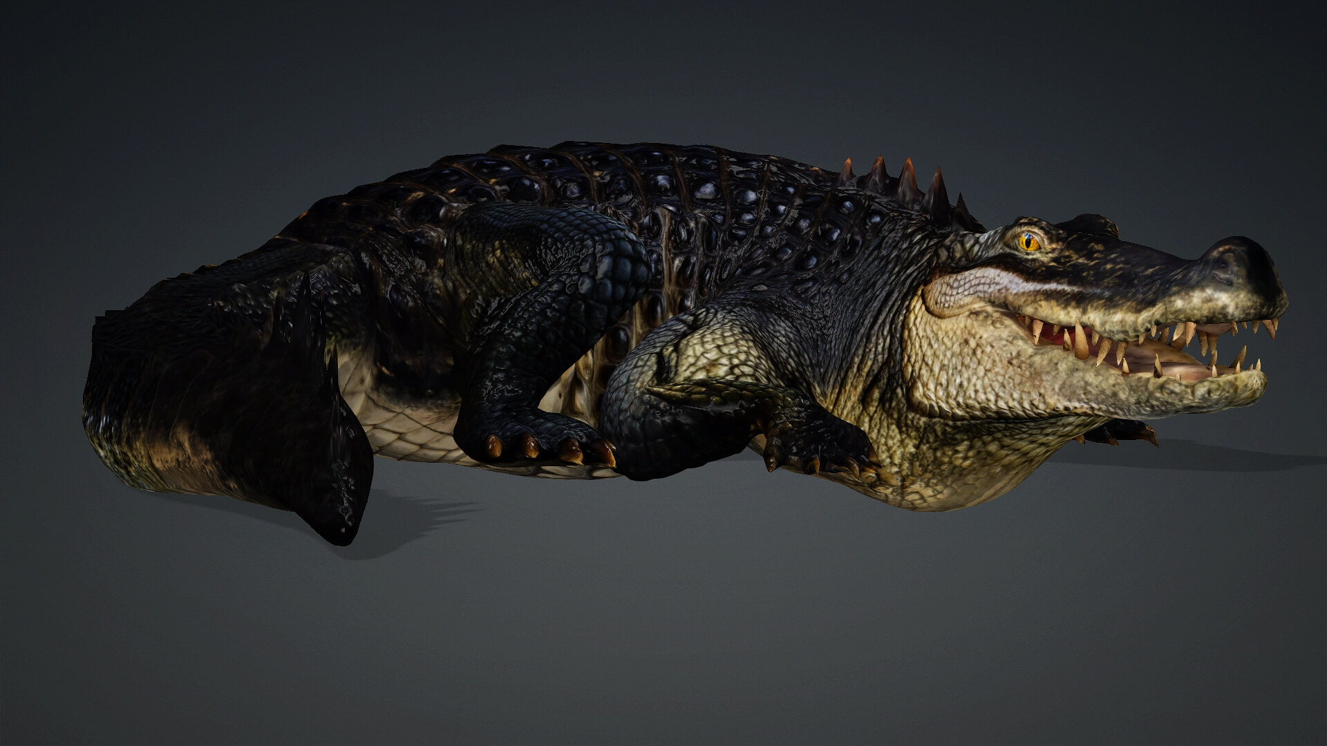 Crocodile-Animated 3D Animation by Animated3d