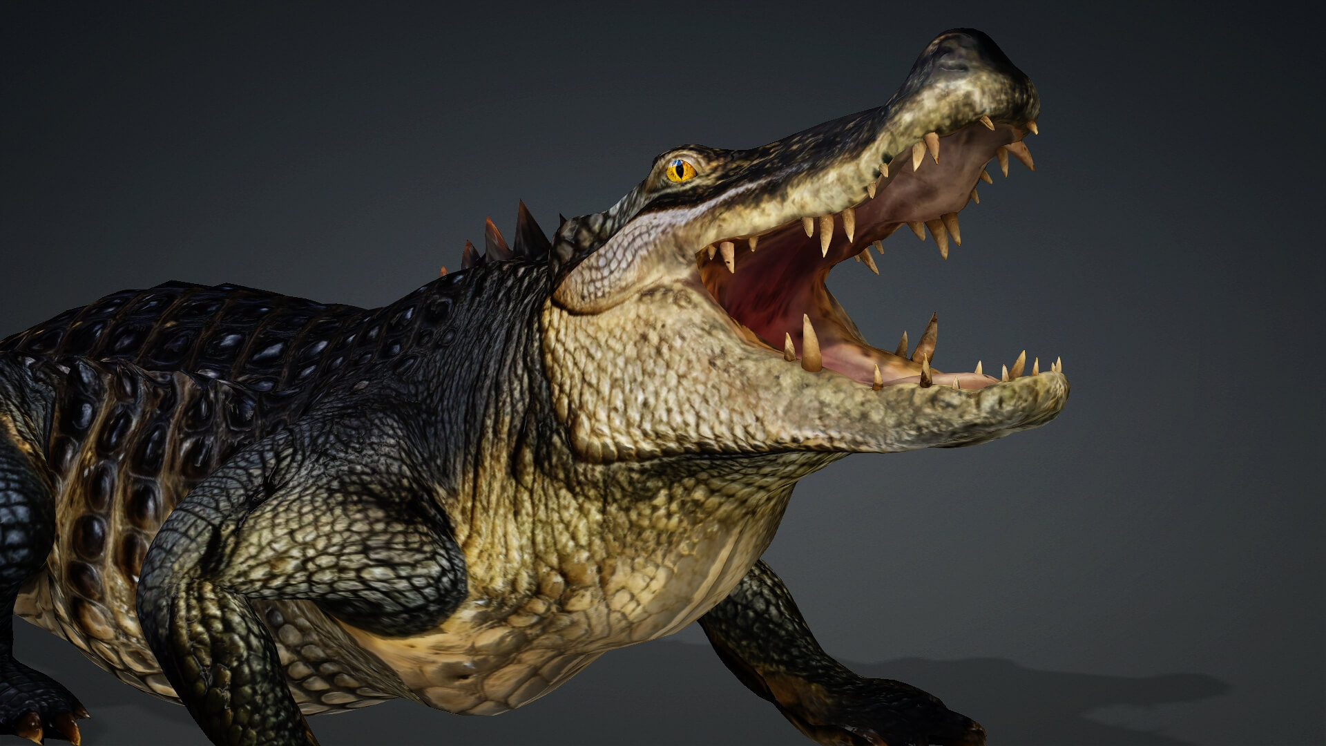 Crocodile-Animated 3D Animation by Animated3d