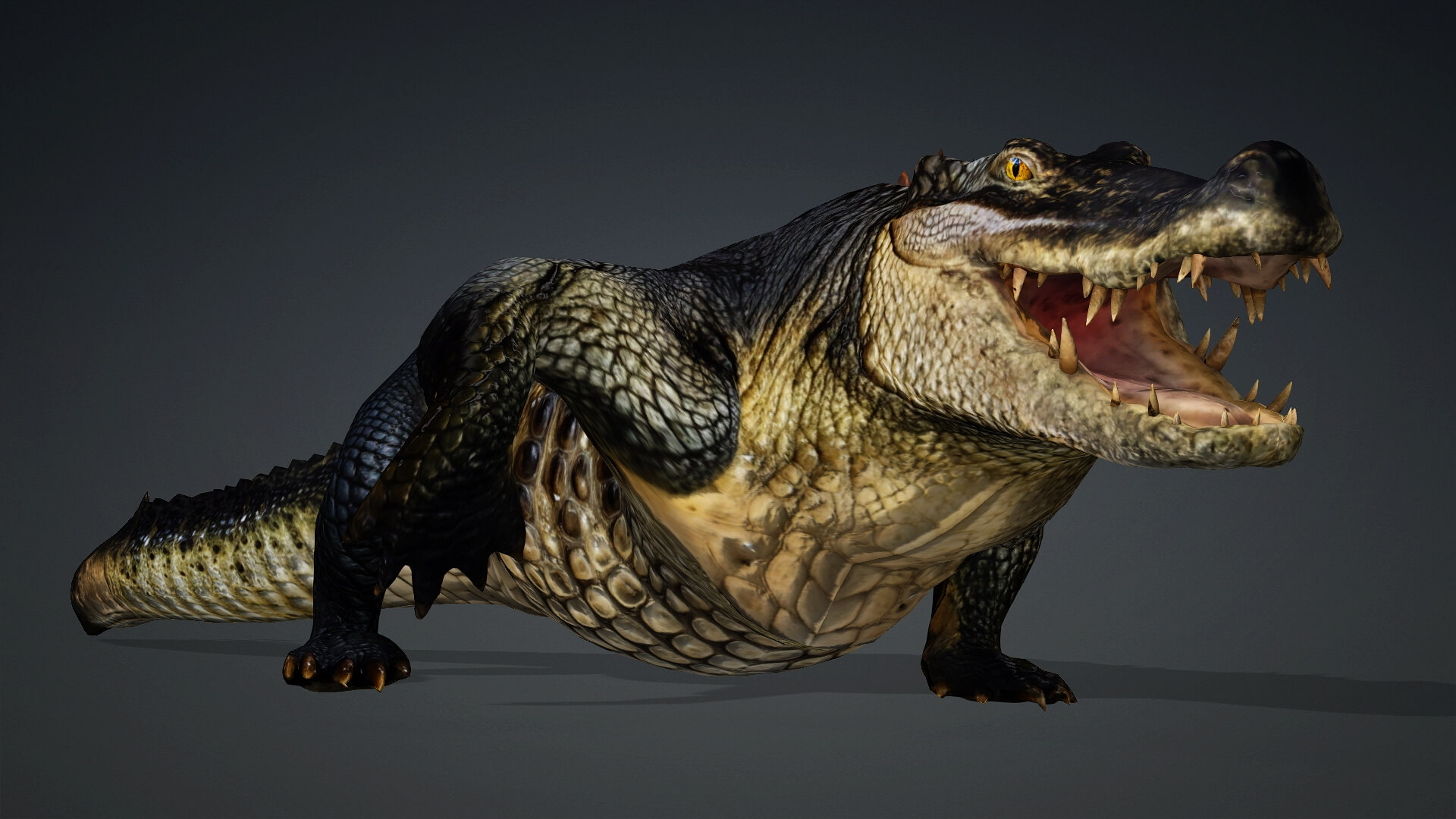 Crocodile-Animated 3D Animation by Animated3d