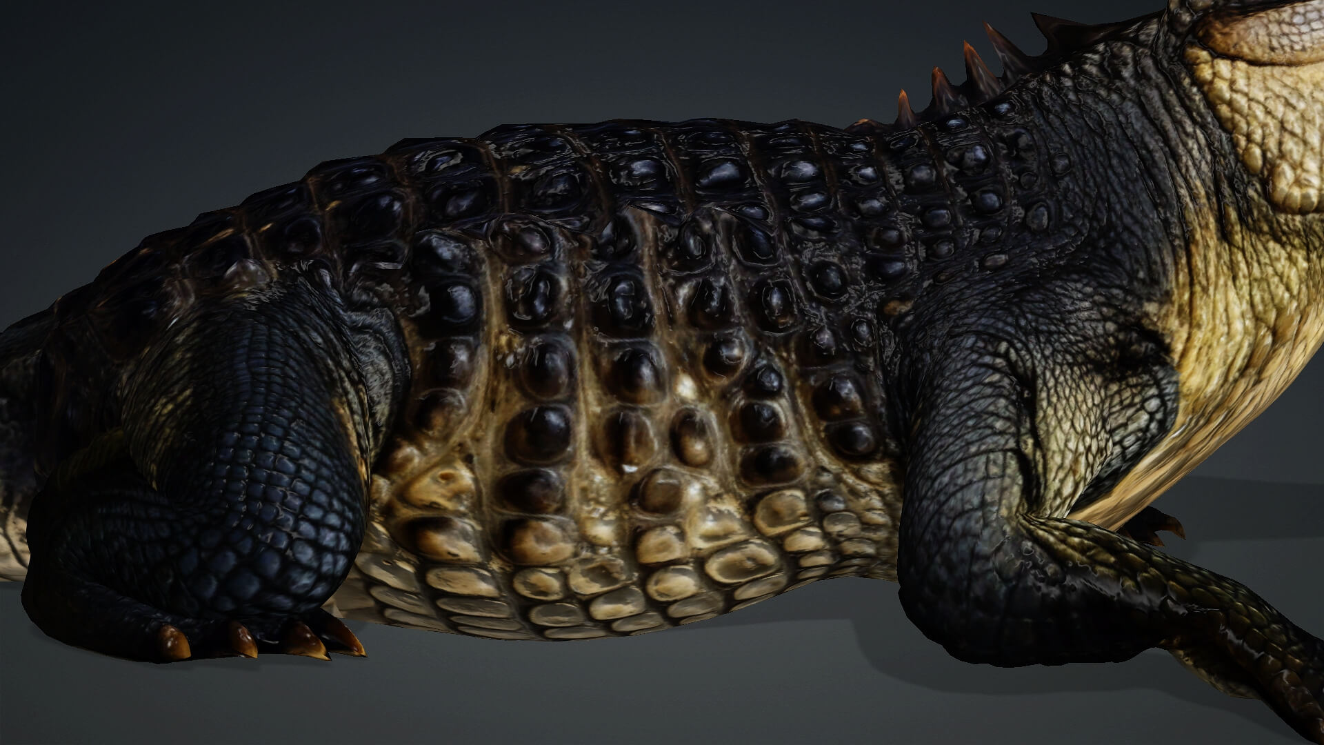 Crocodile-Animated 3D Animation by Animated3d