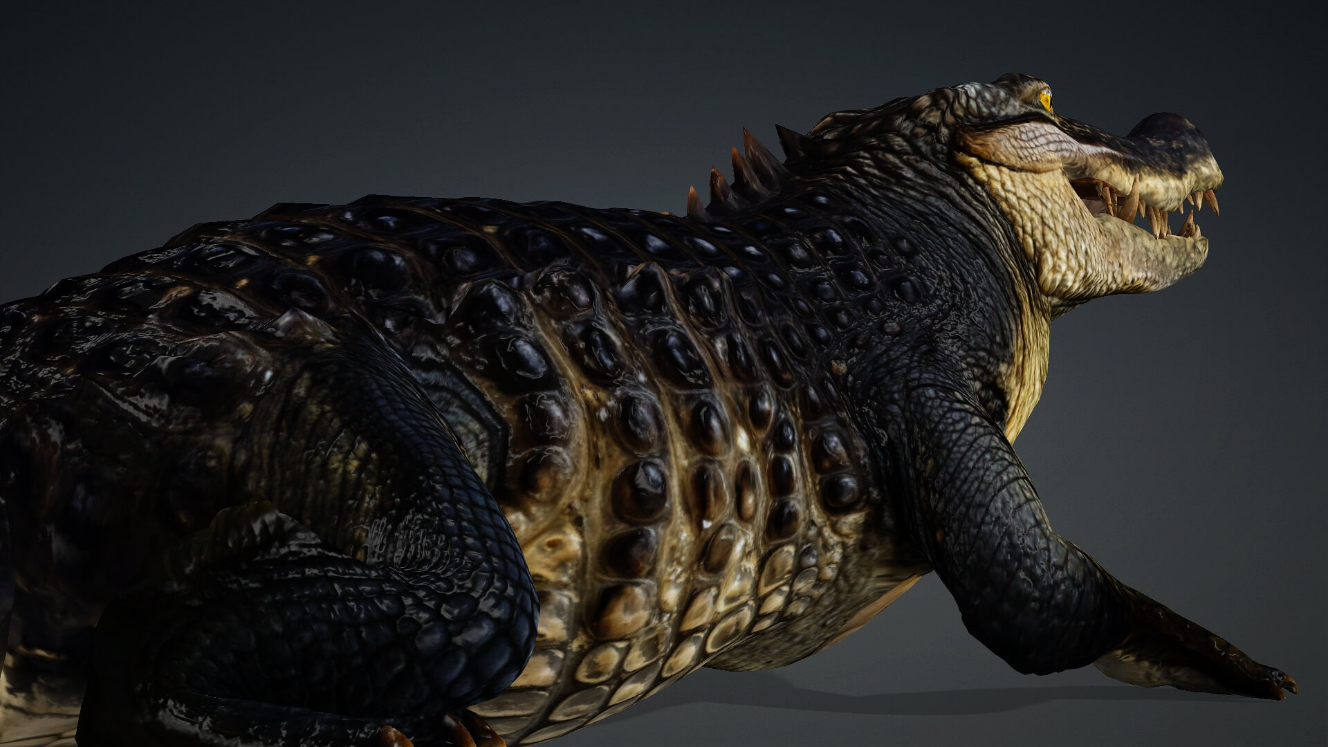 Crocodile-Animated 3D Animation by Animated3d