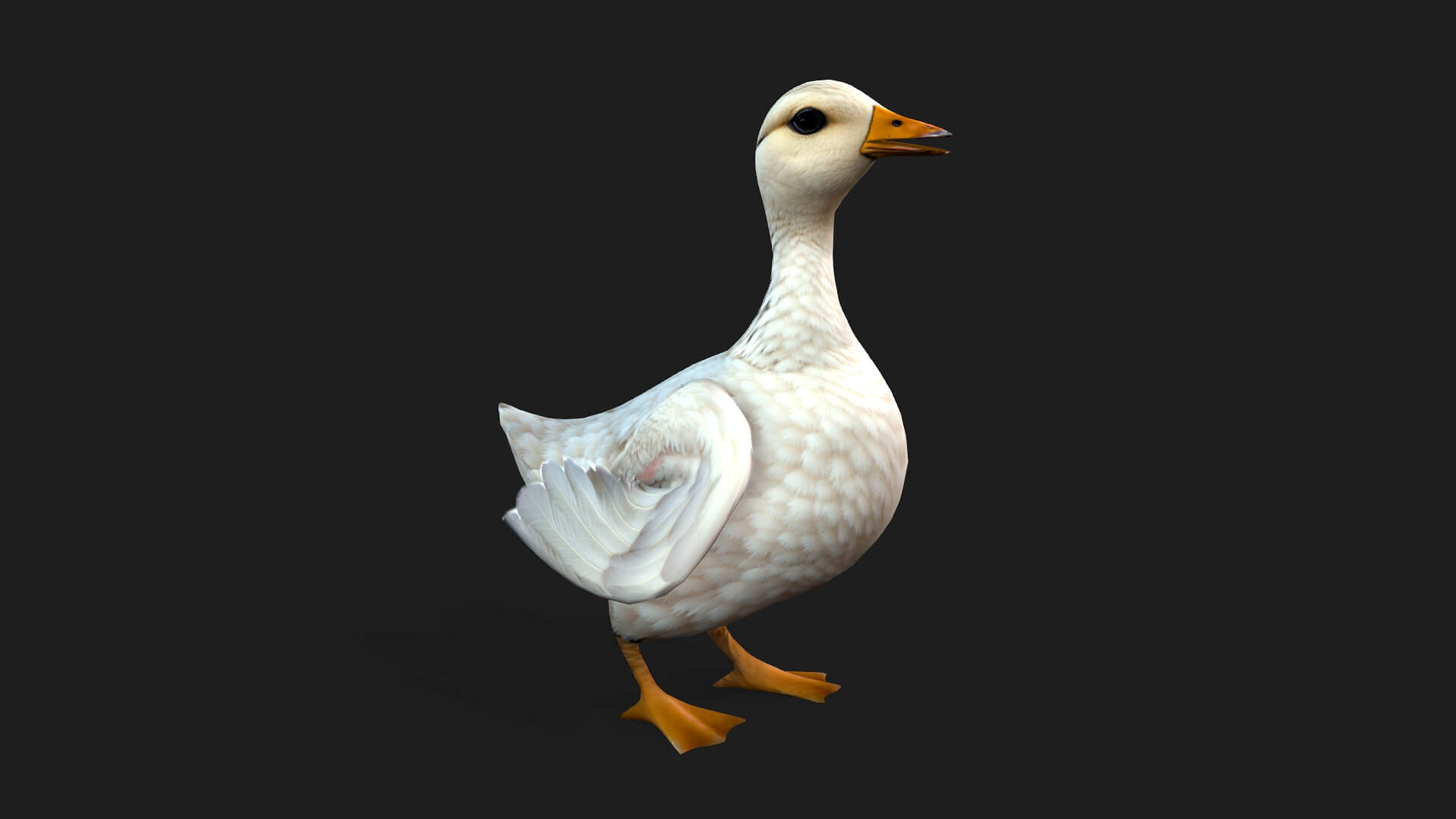 Duck A1 Animated - 3D Model by Animated3d