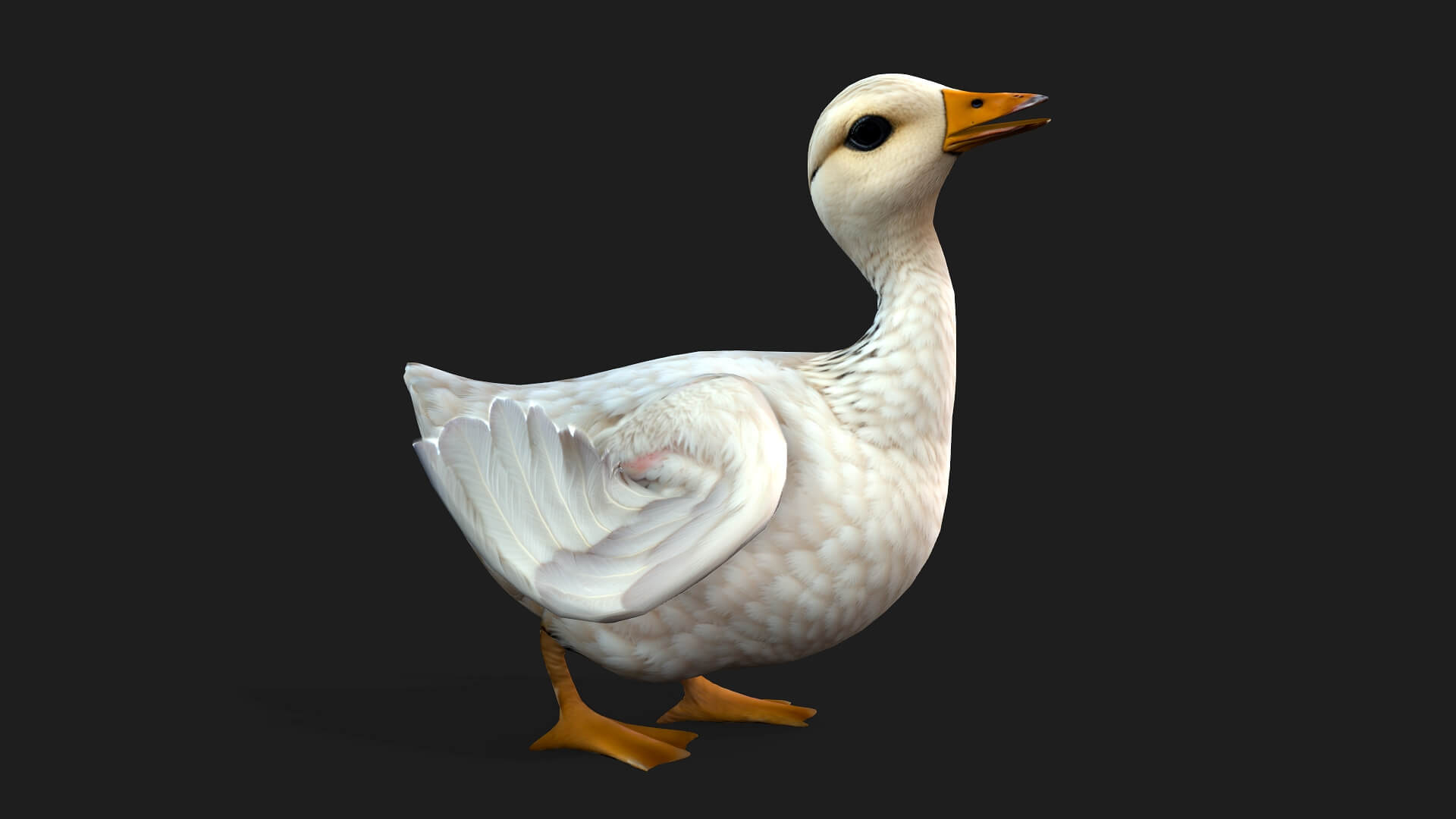 Duck A1 Animated - 3D Model by Animated3d