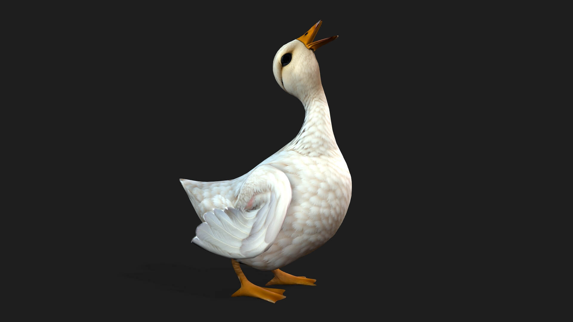 Duck A1 Animated - 3D Model by Animated3d