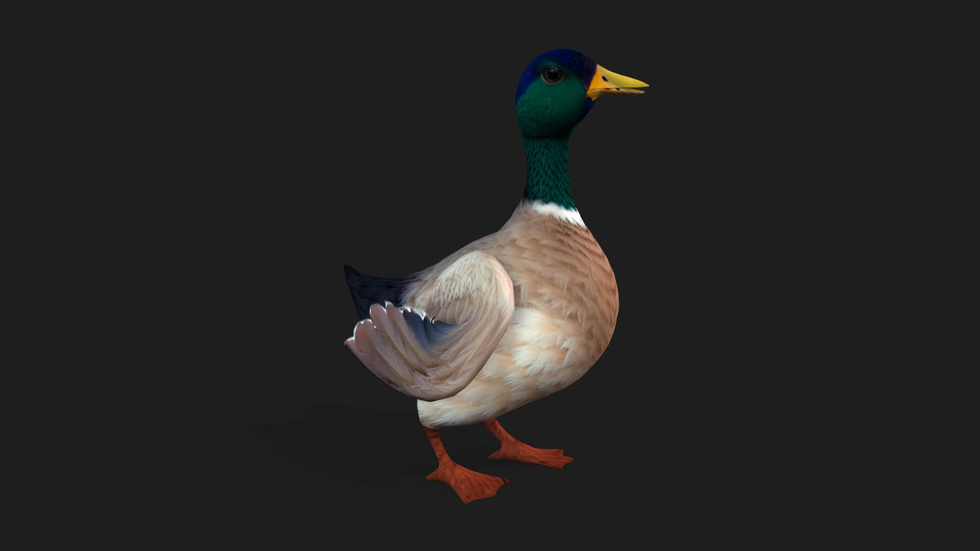 Duck A2 Animated - 3D Model by Animated3d