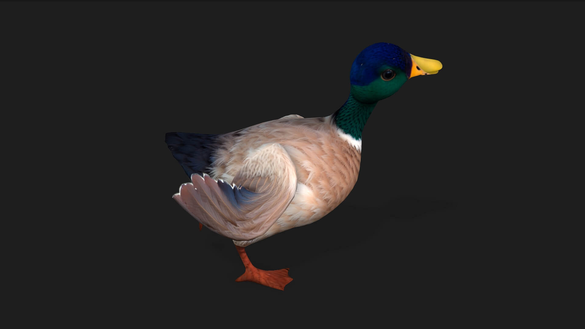 Duck A2 Animated - 3D Model by Animated3d