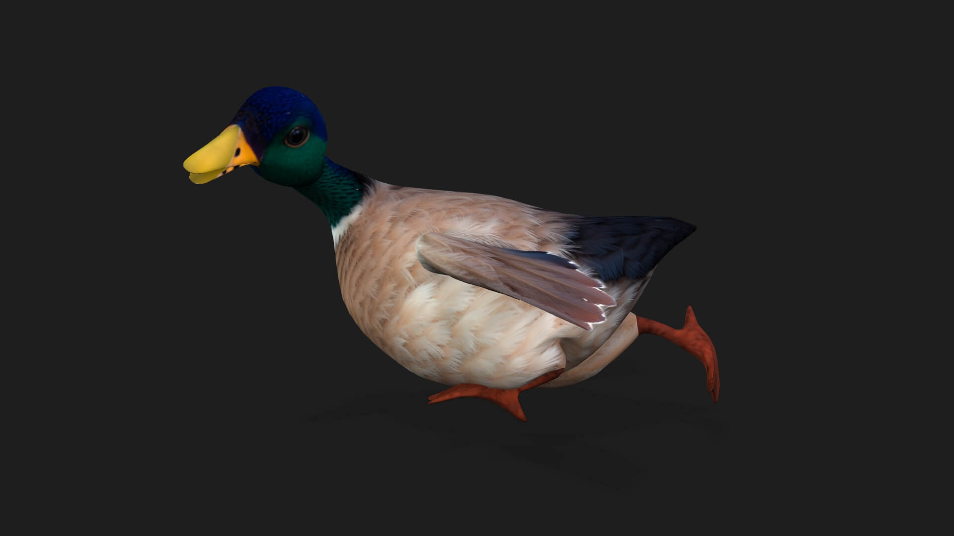 Duck A2 Animated - 3D Model by Animated3d