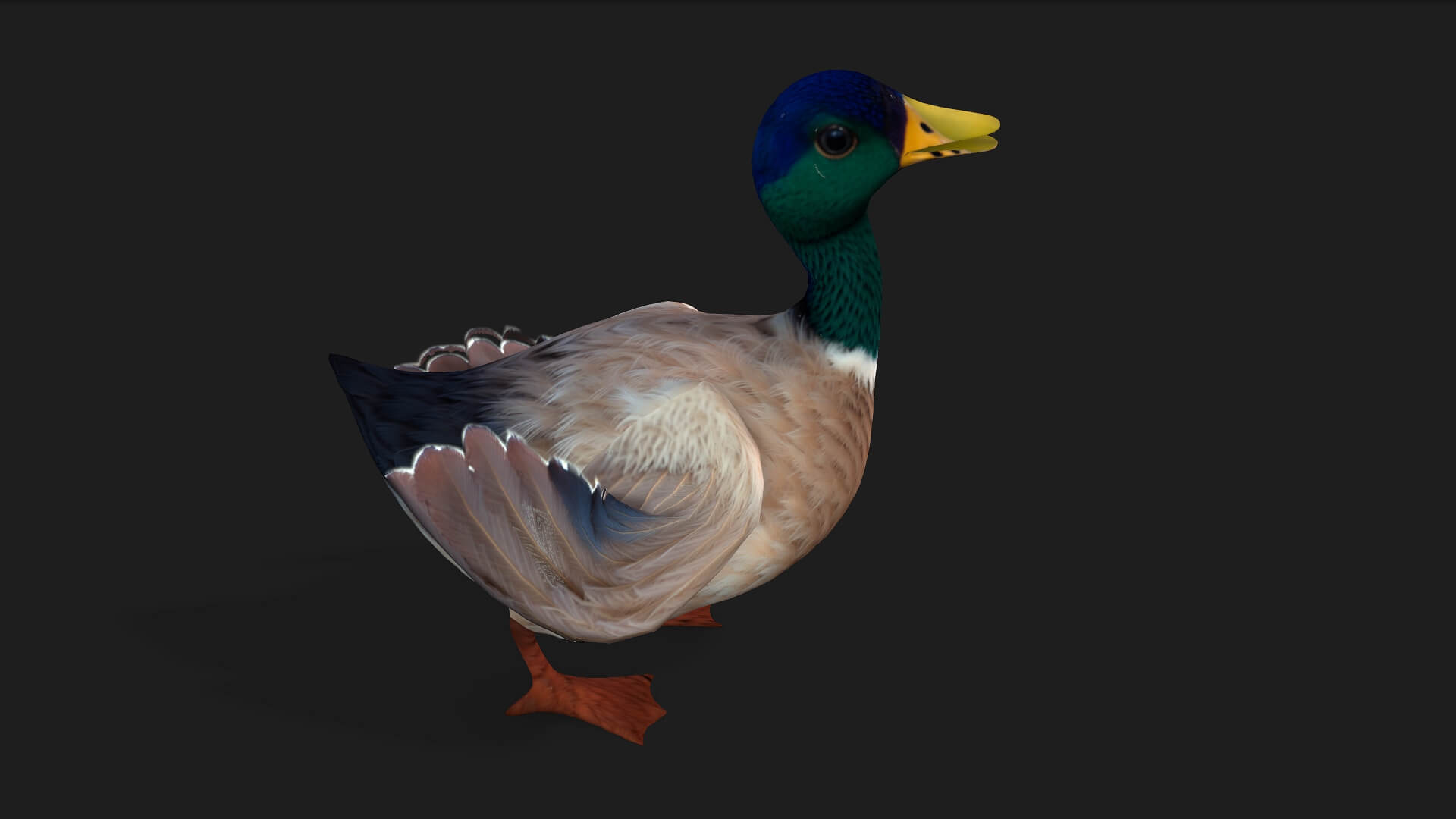 Duck A2 Animated - 3D Model by Animated3d