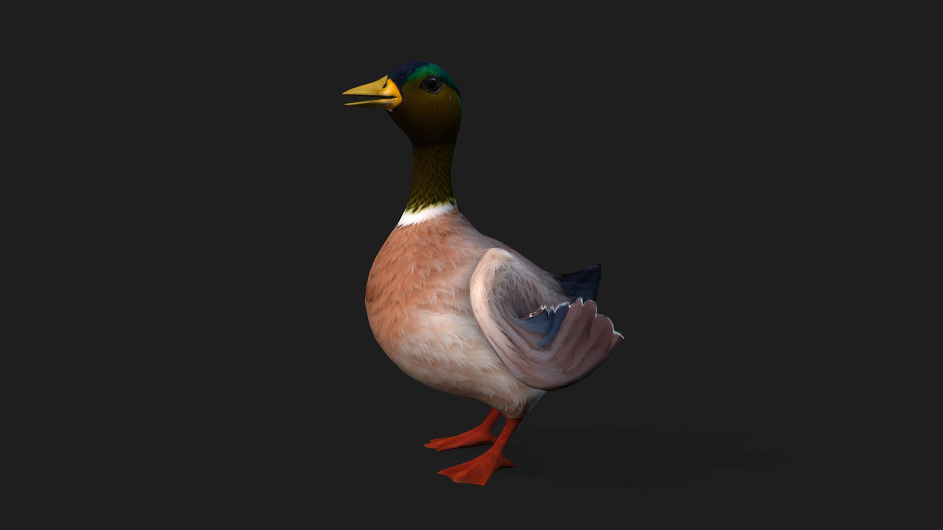 Duck A3 Animated - 3D Model by Animated3d