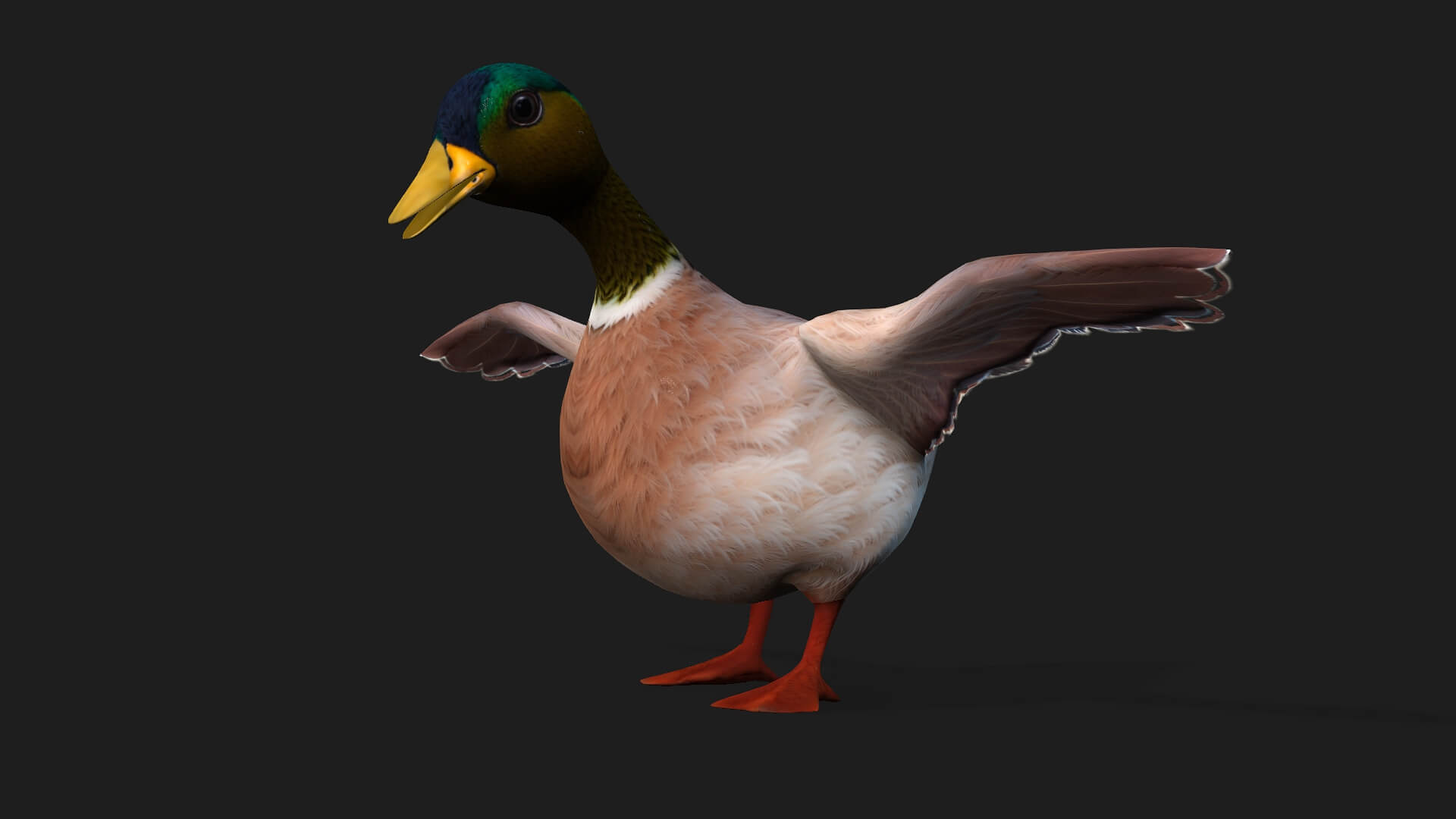 Duck A3 Animated - 3D Model by Animated3d